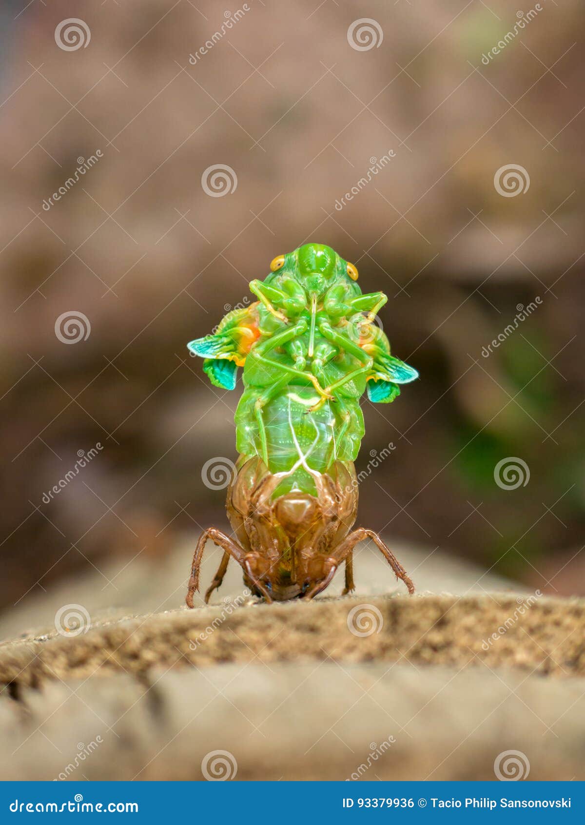 Molting Cicada stock photo. Image of cigarra, cicadomorpha - 93379936