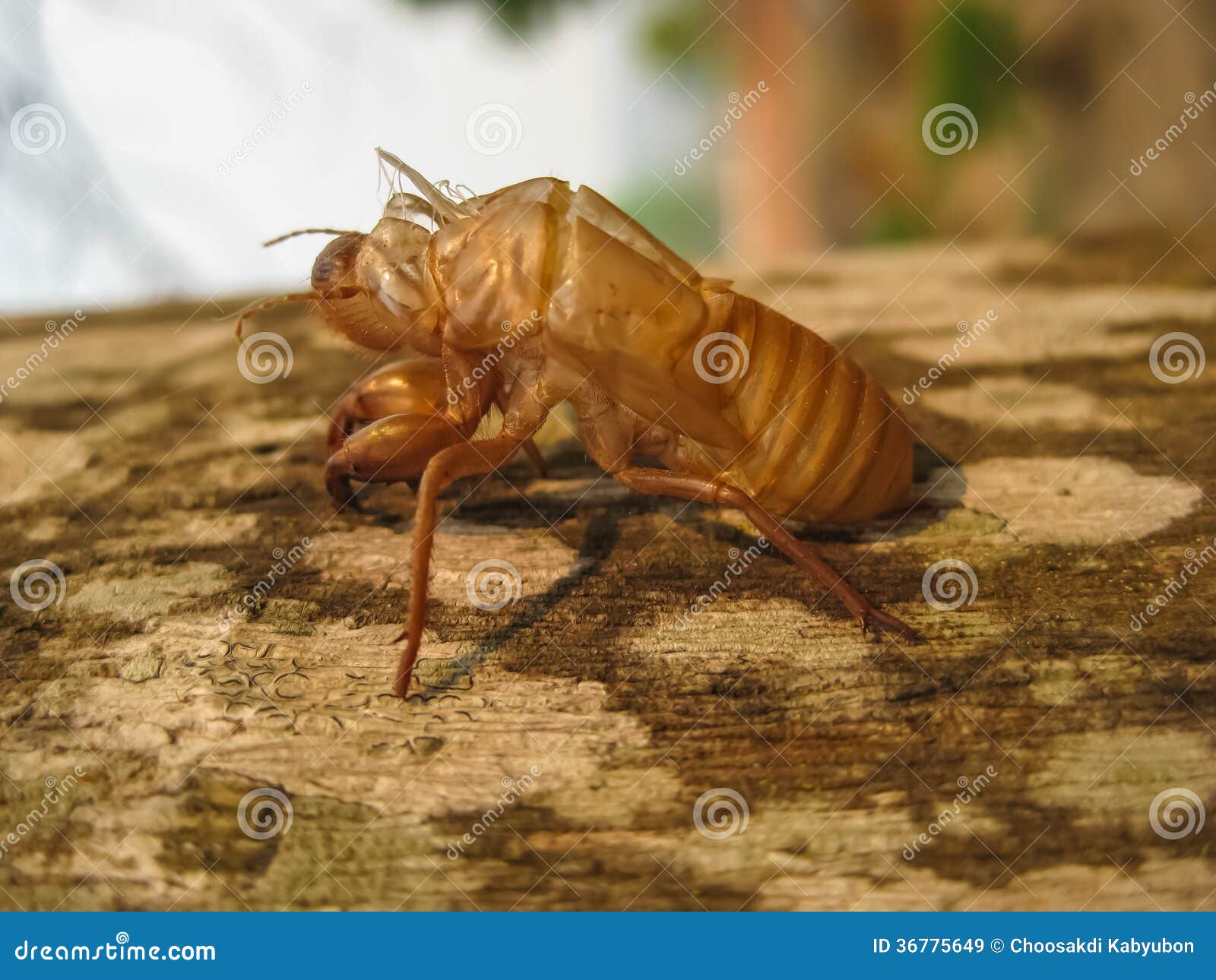 Molting cicada stock image. Image of shell, wildlife - 36775649
