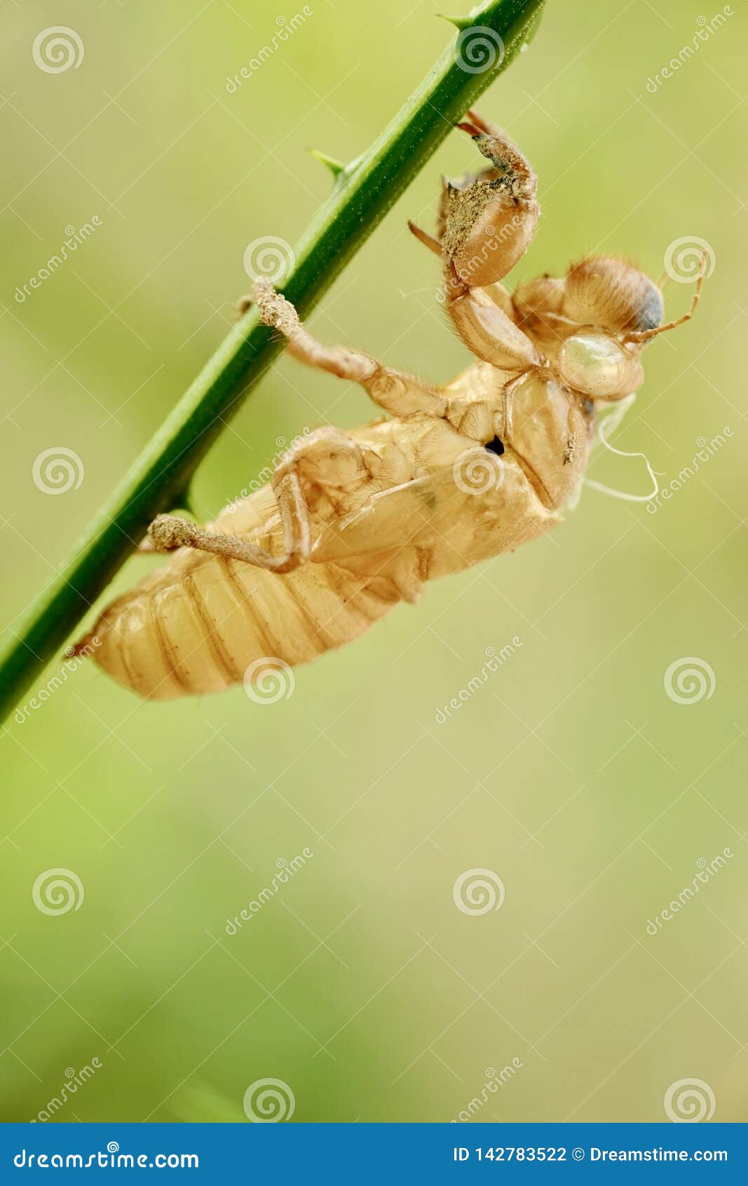 Molting of Cicada and Stain in the Garden. Stock Photo - Image of ...