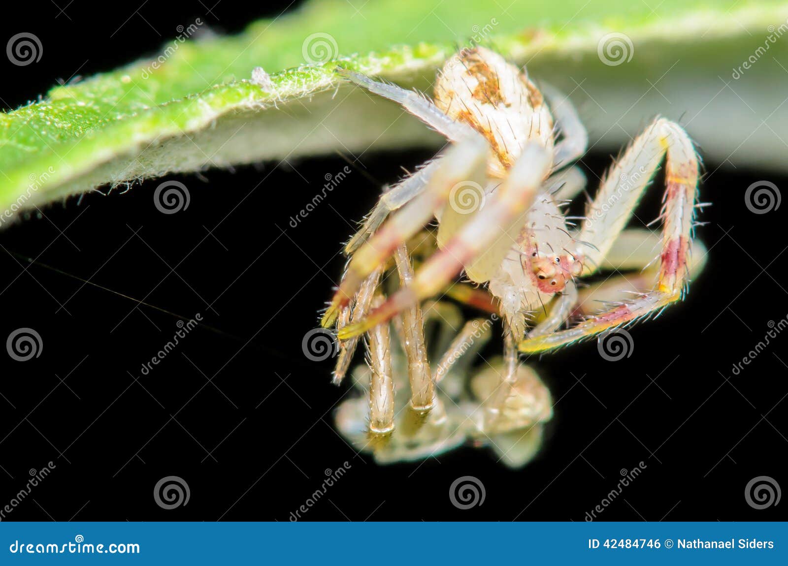 Molting Crab Spider stock photo. Image of outdoor, jump - 42484746