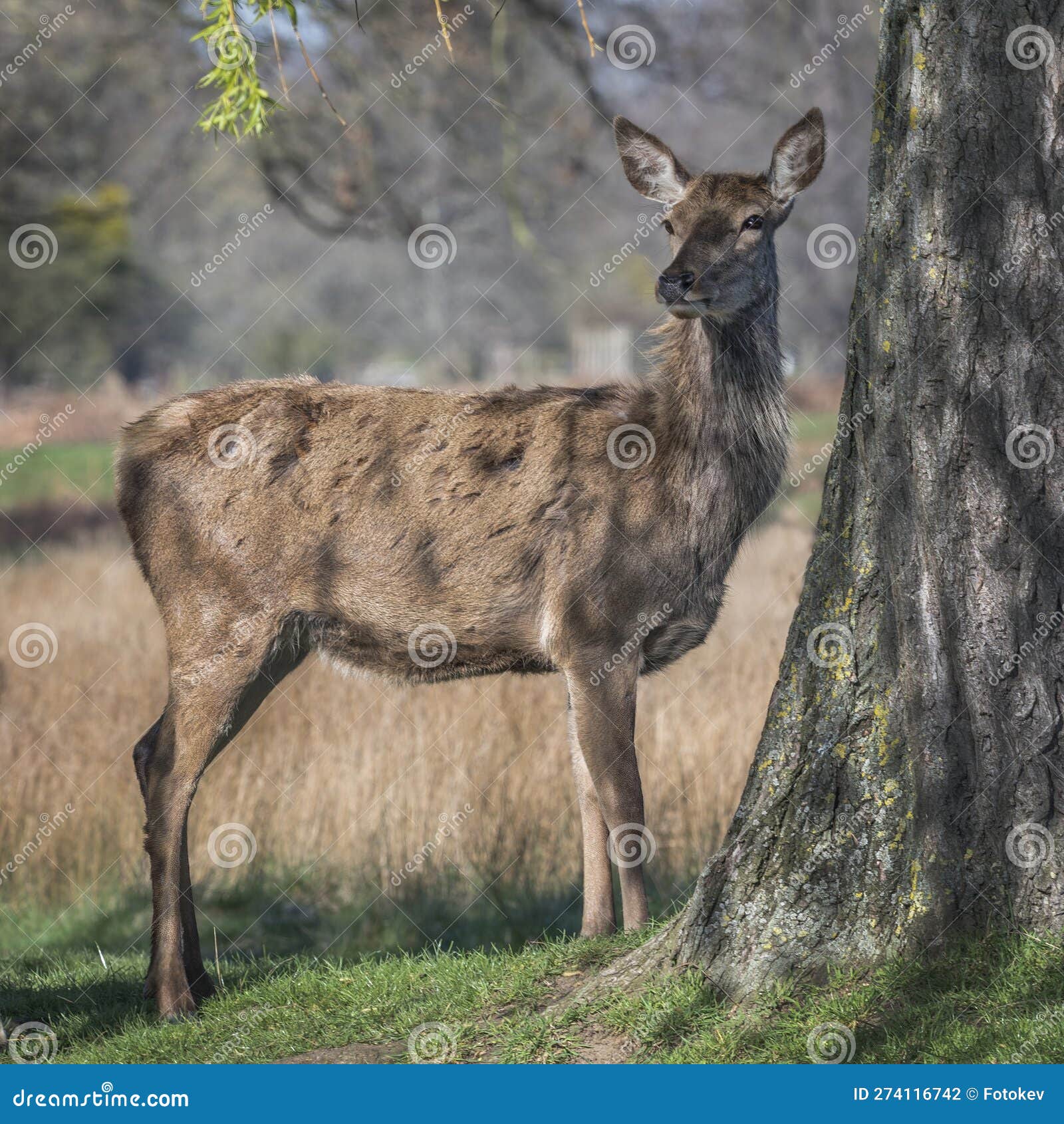 Molting Deer in the Springtime Stock Photo - Image of antlers, trunk ...