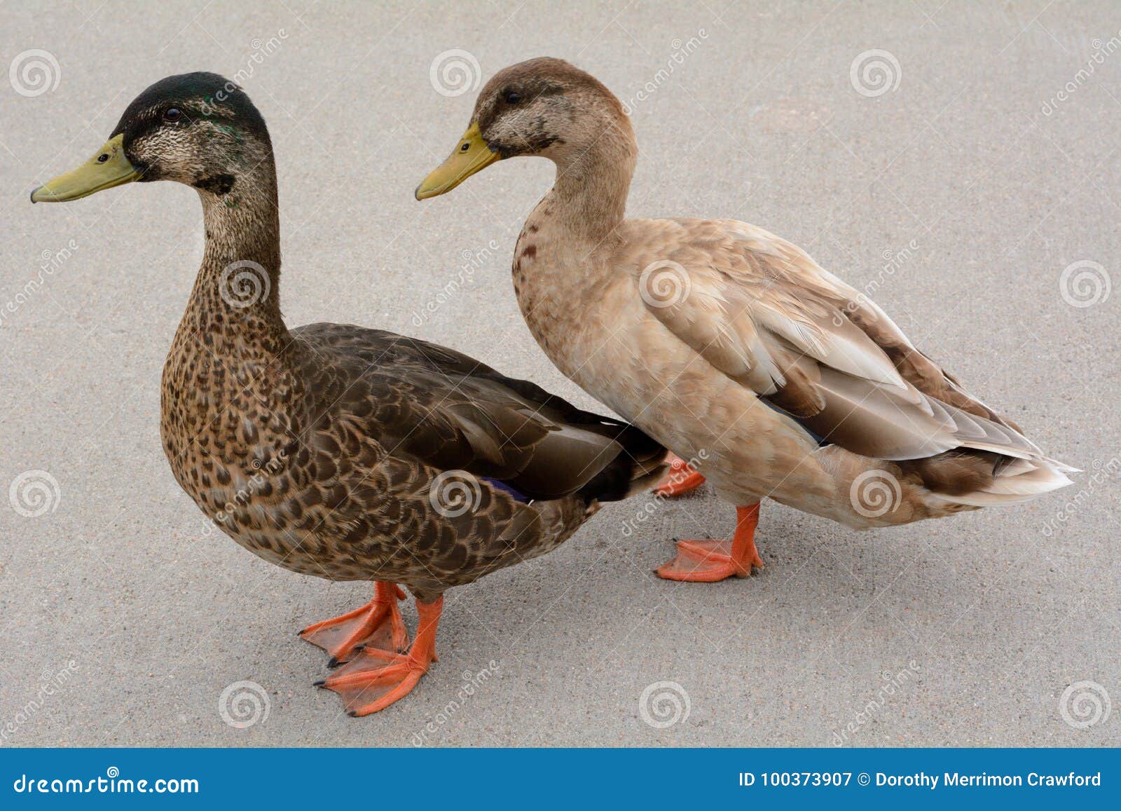 Molting duck plumage stock image. Image of mixed, drake - 100373907
