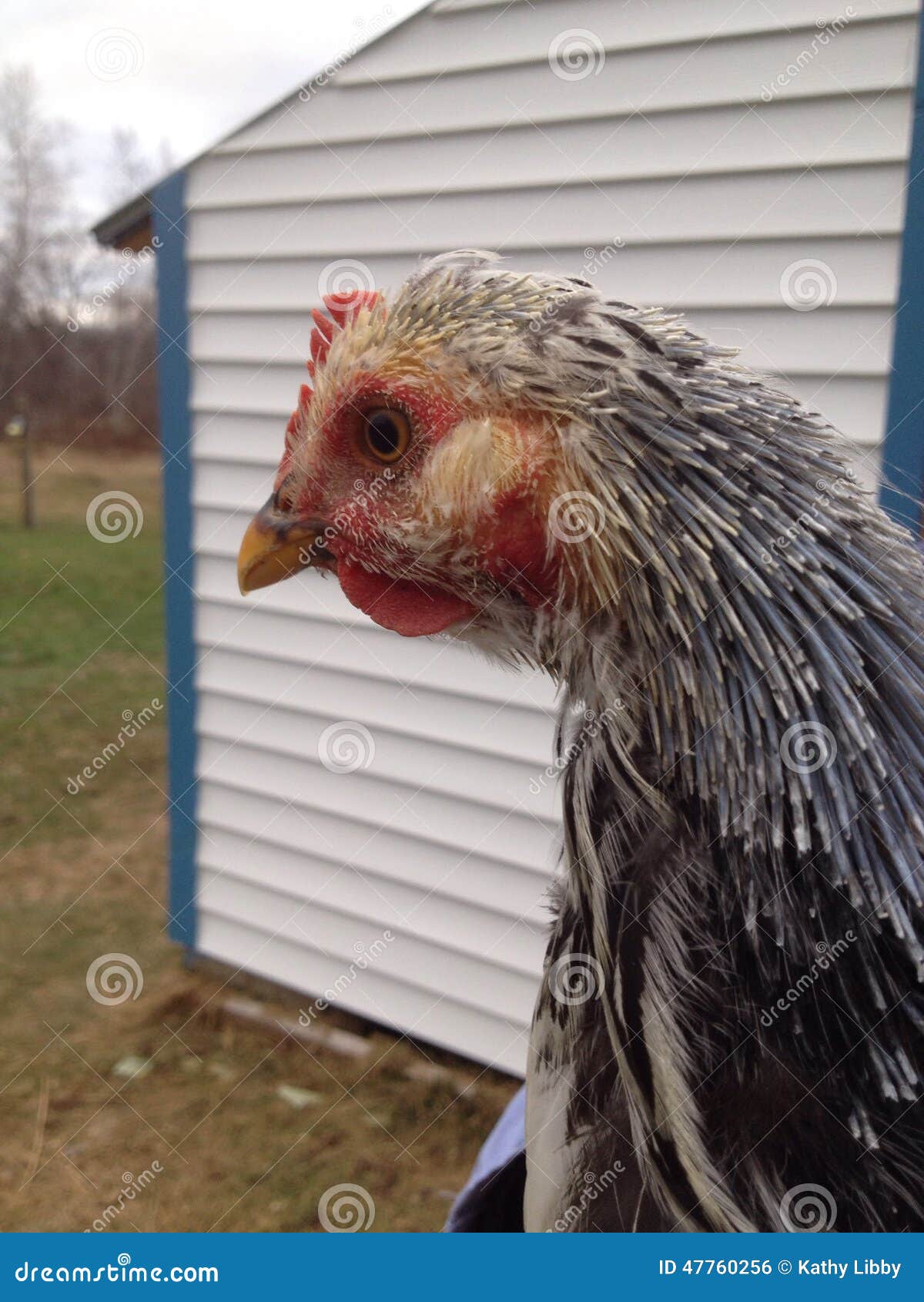Molting hen head stock photo. Image of molt, picks, autumn - 47760256