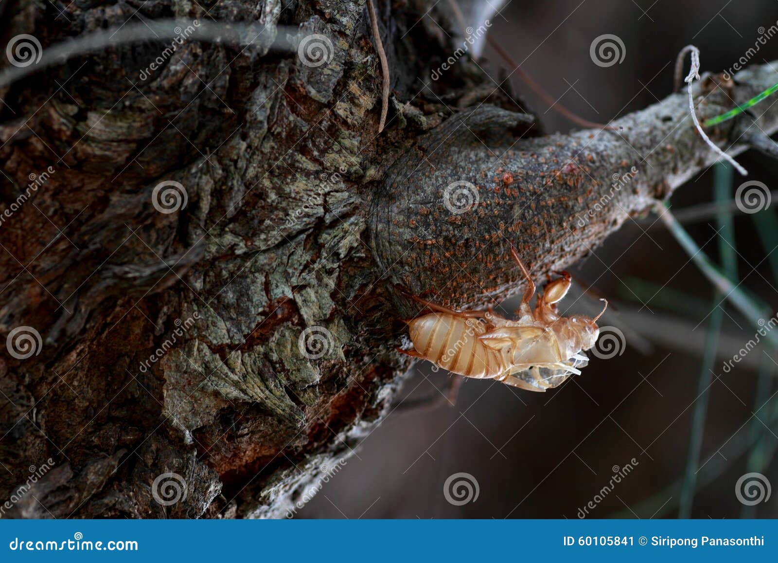 Molting insects on trees stock image. Image of natural - 60105841