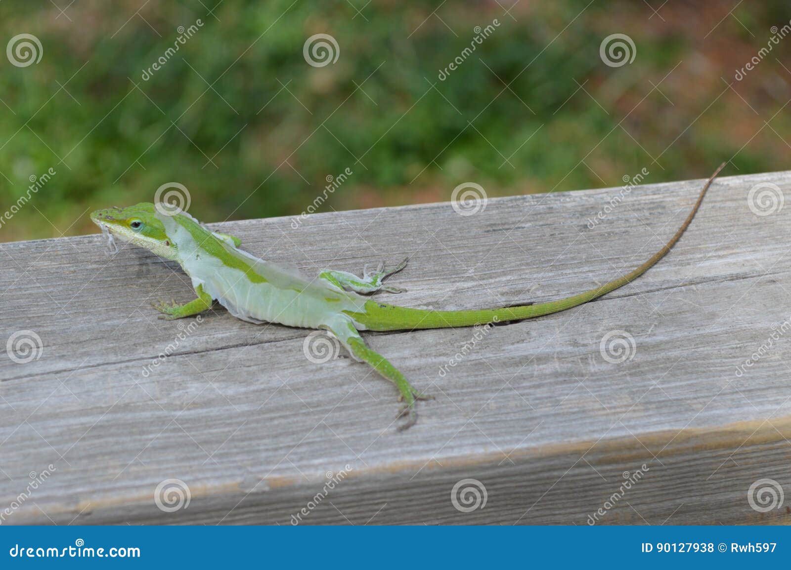 Molting Lizard stock photo. Image of reptile, lizard - 90127938