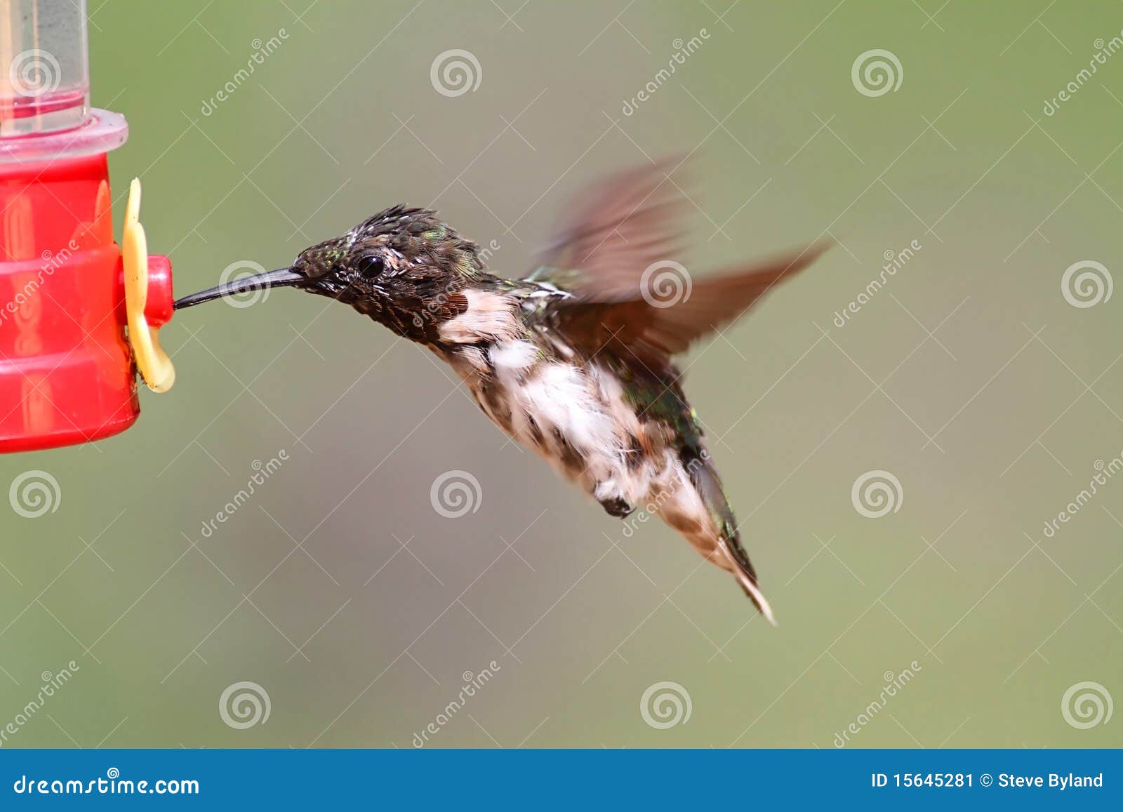 Molting Male Ruby-throated Hummingbird Stock Image - Image: 15645281