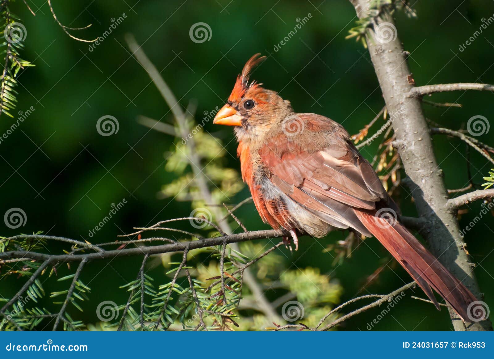 Molting Northern Cardinal stock image. Image of tree - 24031657
