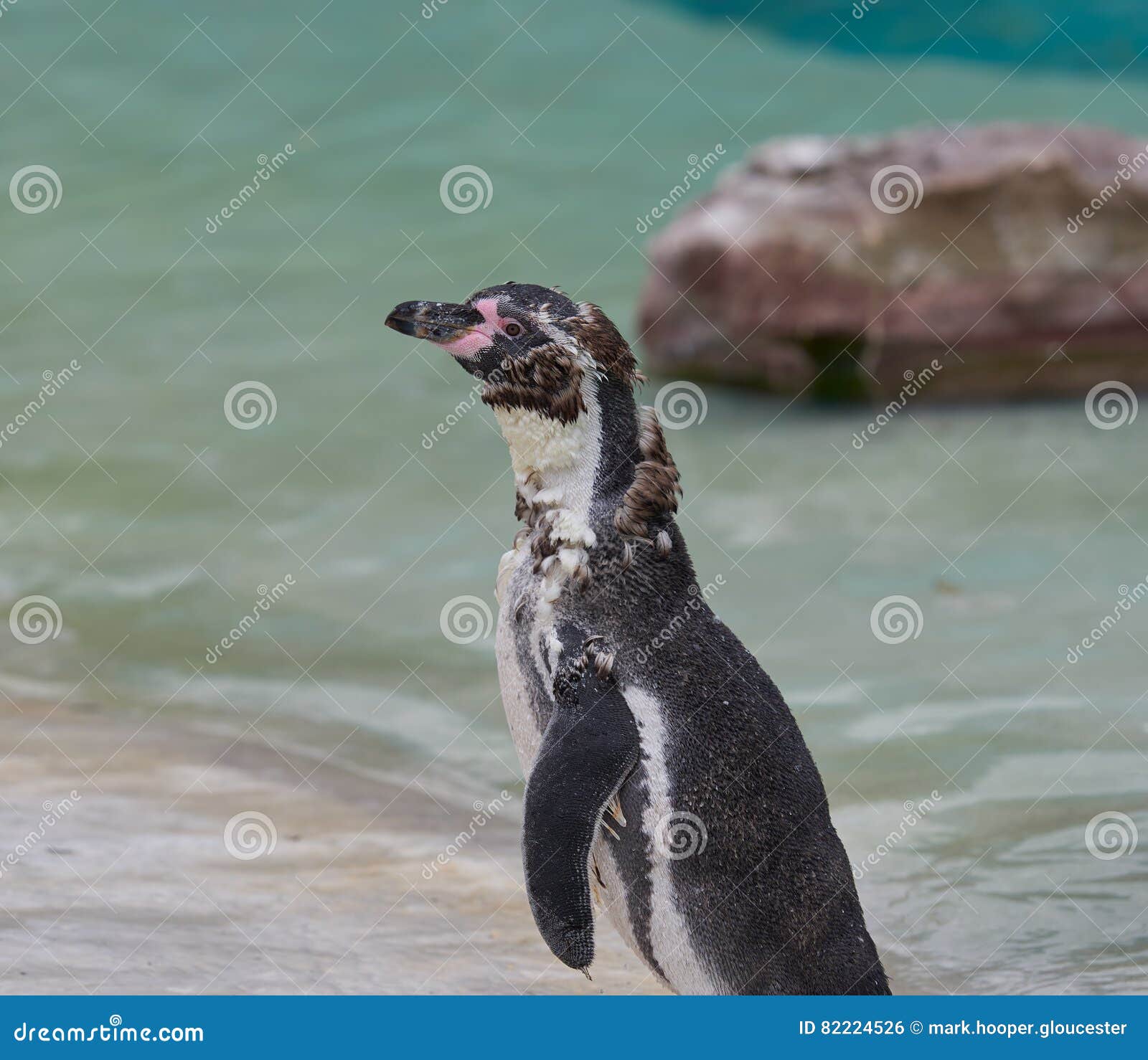 Molting Penguin stock photo. Image of molting, animal - 82224526