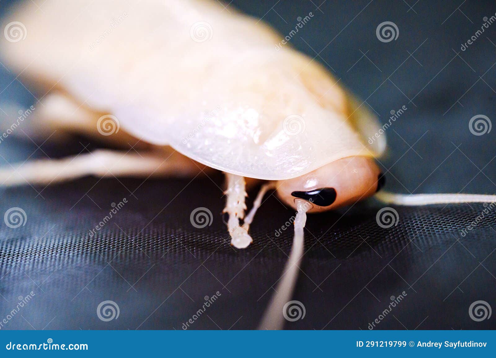 The Molting Process of the Madagascar Cockroach on a Black Background ...