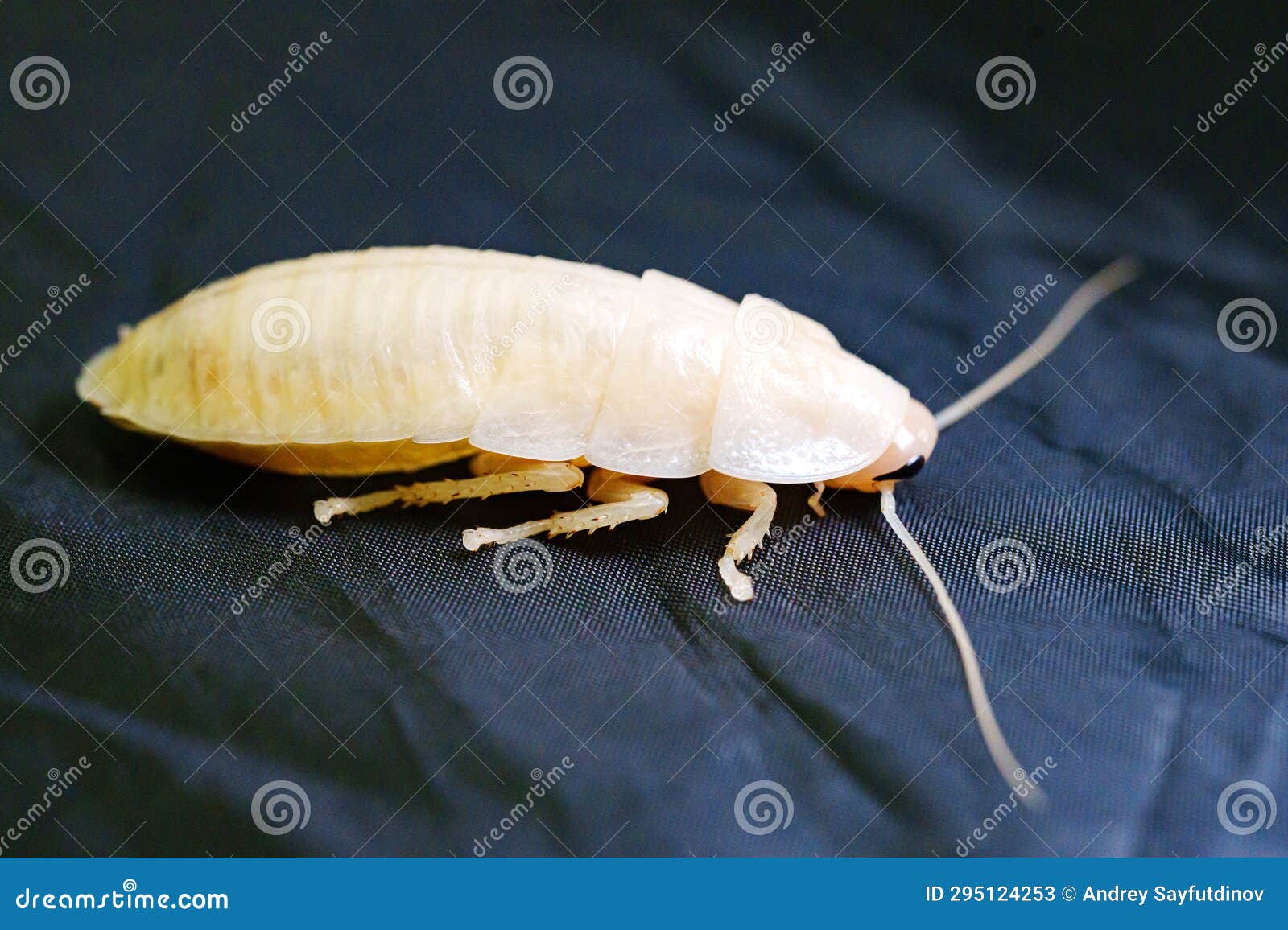 Madagascar Cockroach, Macro. Gromphadorhina Portentosa A Species Of ...