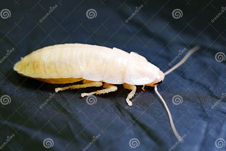 The Molting Process of the Madagascar Cockroach on a Black Background ...