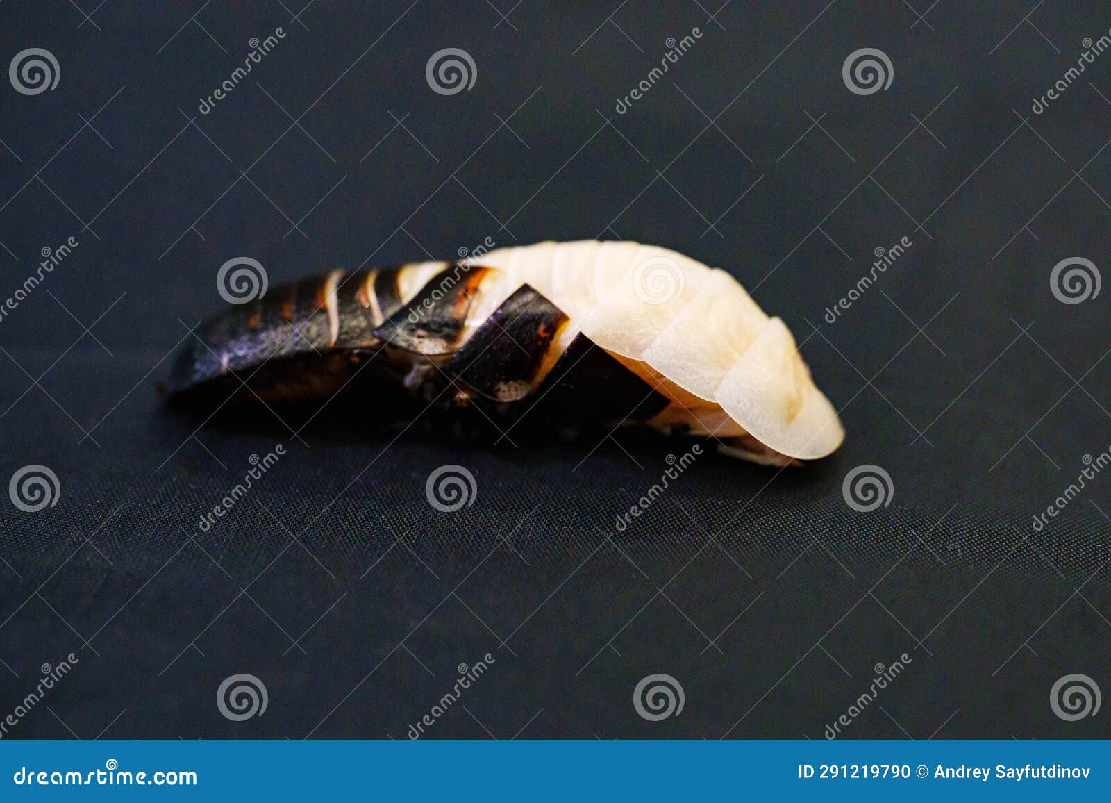 The Molting Process Of The Madagascar Cockroach On A Black Background ...