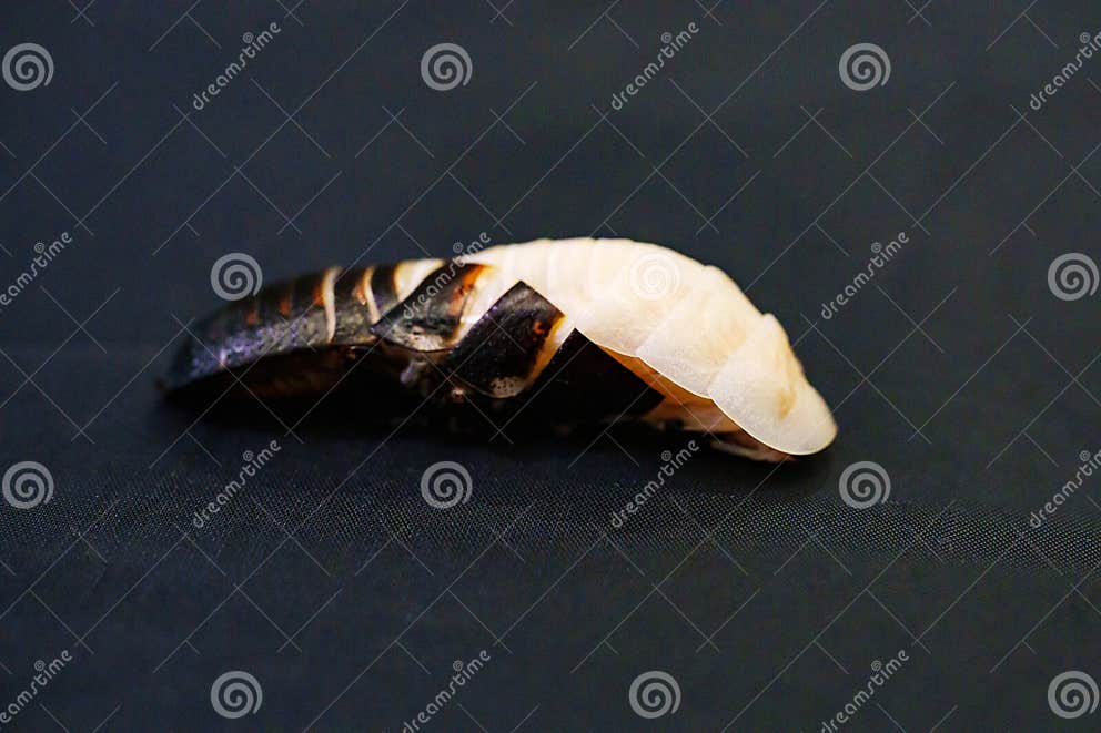 The Molting Process of the Madagascar Cockroach on a Black Background ...