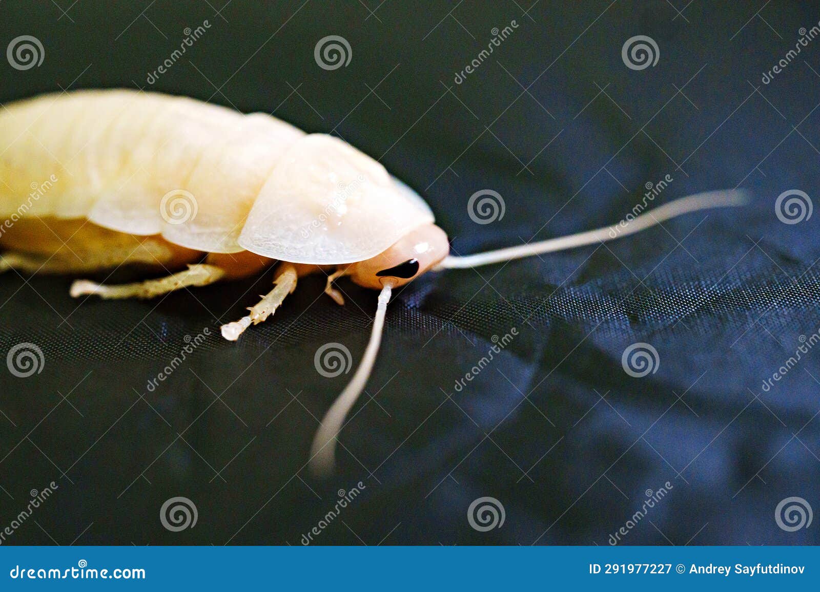 The Molting Process Of The Madagascar Cockroach On A Black Background ...