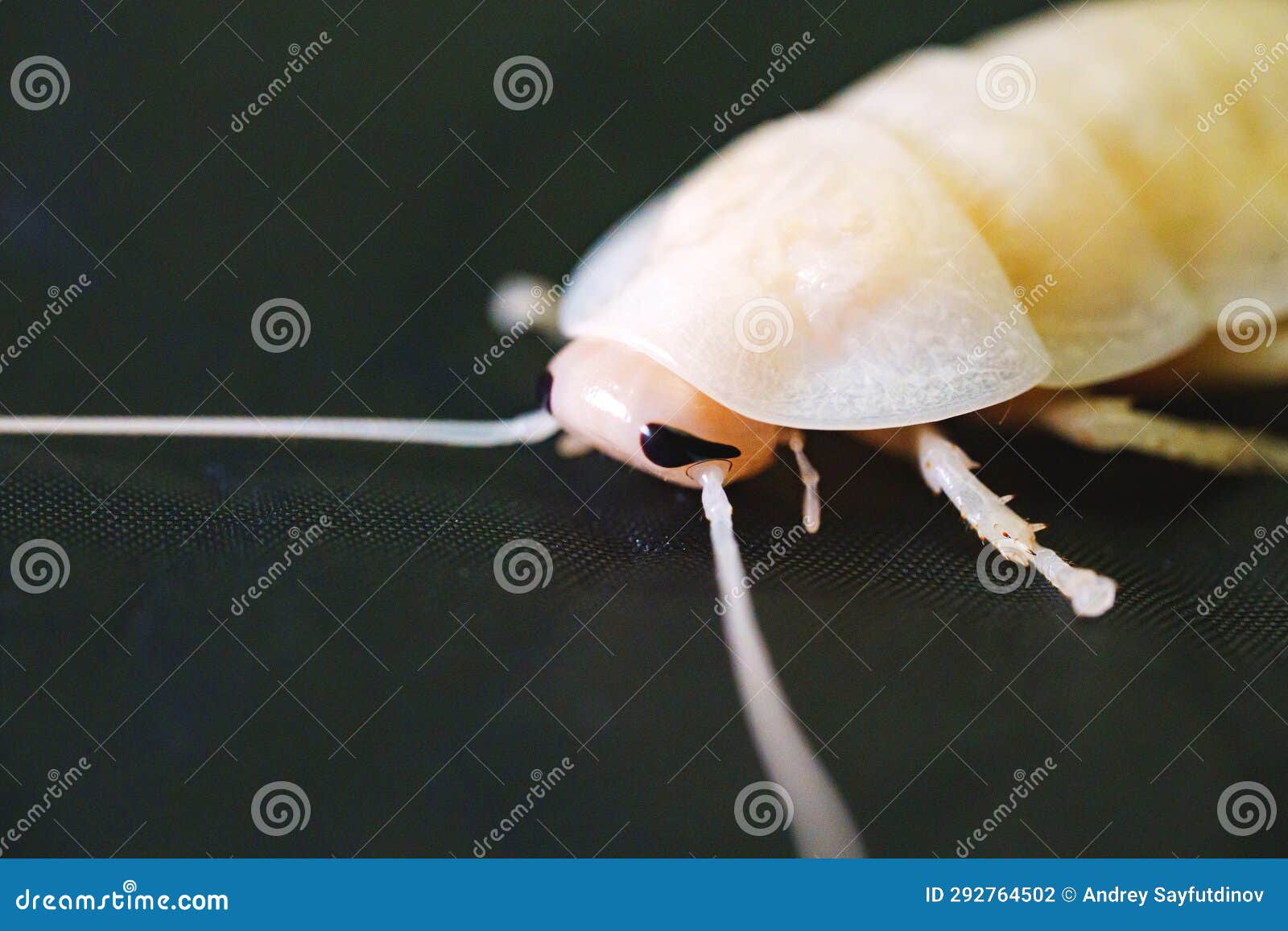 The Molting Process Of The Madagascar Cockroach On A Black Background ...