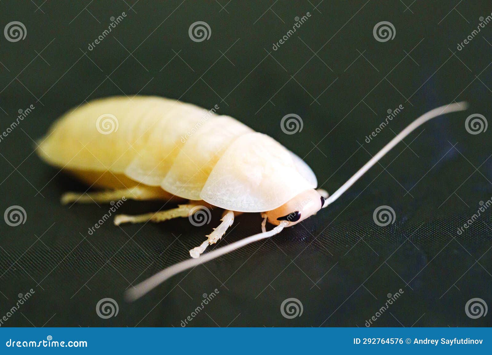 The Molting Process of the Madagascar Cockroach on a Black Background ...