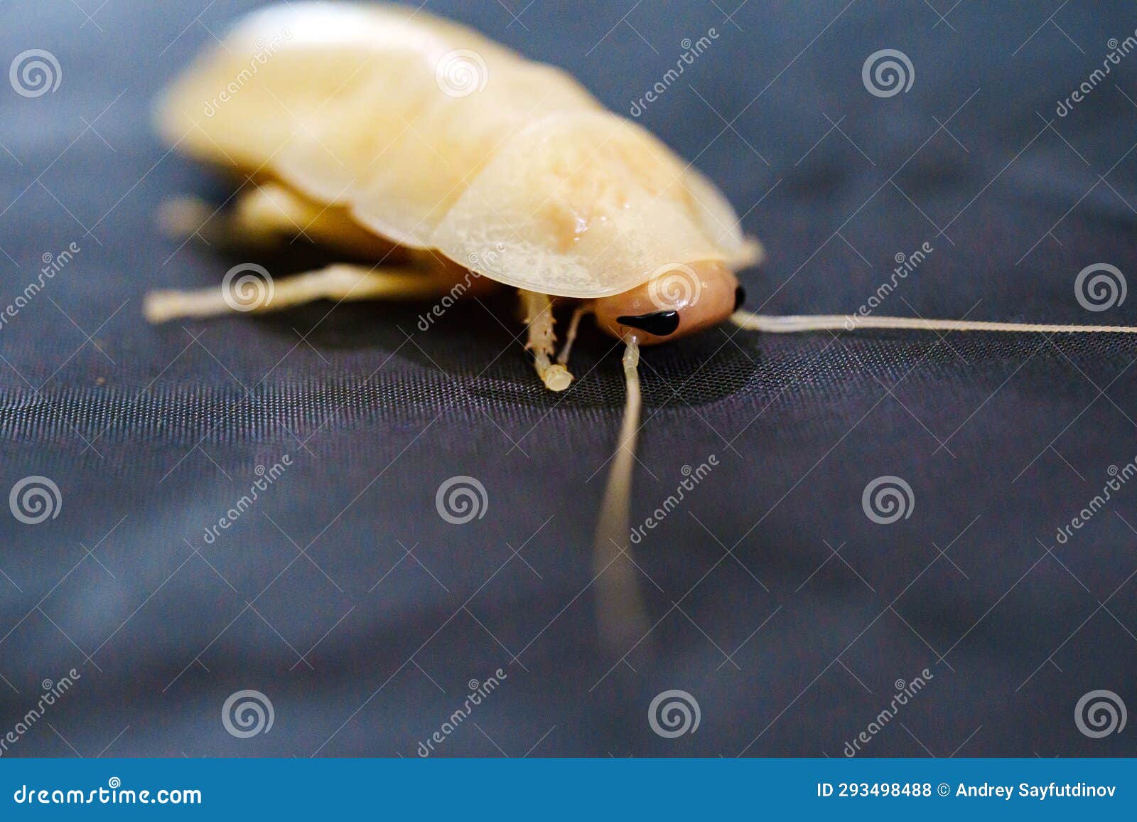 The Molting Process of the Madagascar Cockroach on a Black Background ...