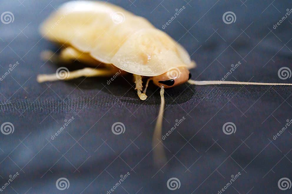 The Molting Process of the Madagascar Cockroach on a Black Background ...