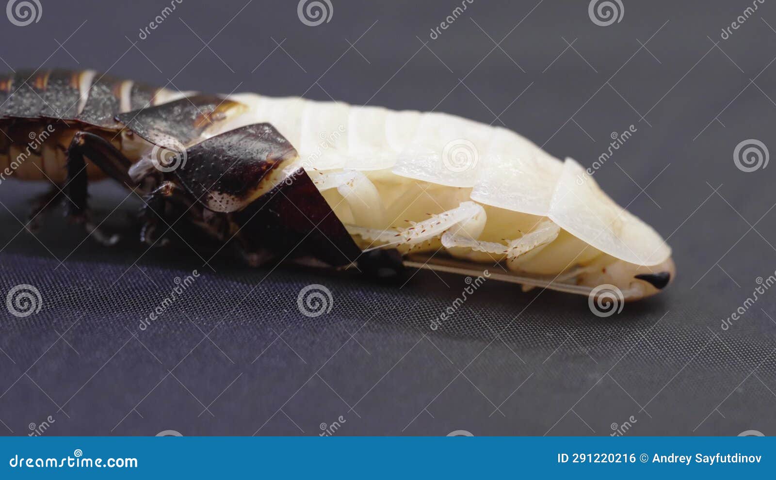 The Molting Process of the Madagascar Cockroach. Stock Footage - Video ...