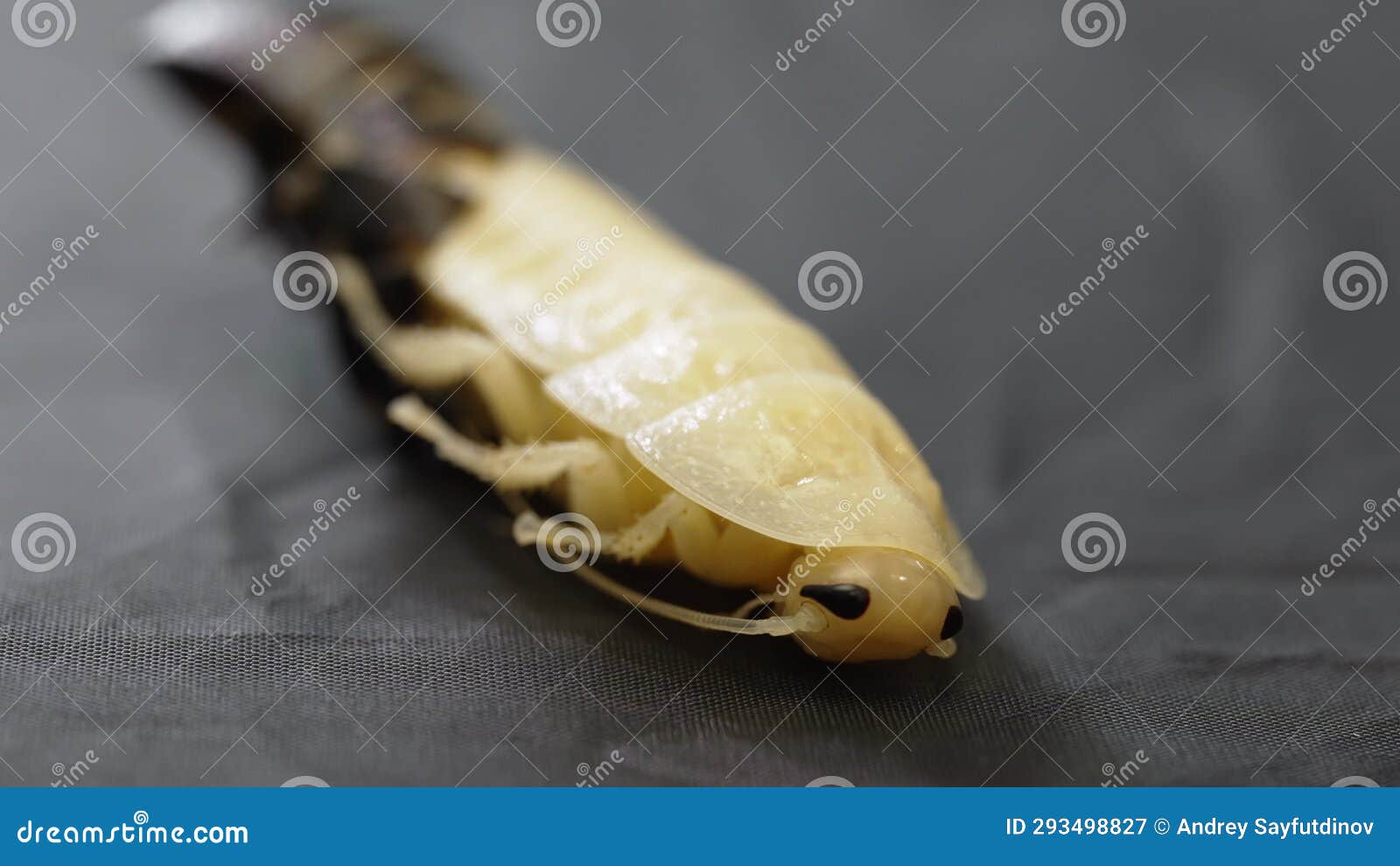 The Molting Process of the Madagascar Cockroach. Stock Video - Video of ...