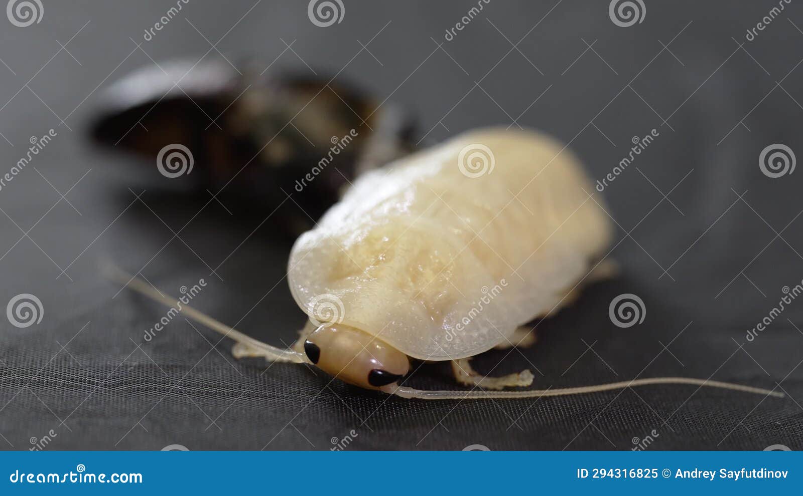 The Molting Process of the Madagascar Cockroach. Stock Video - Video of ...
