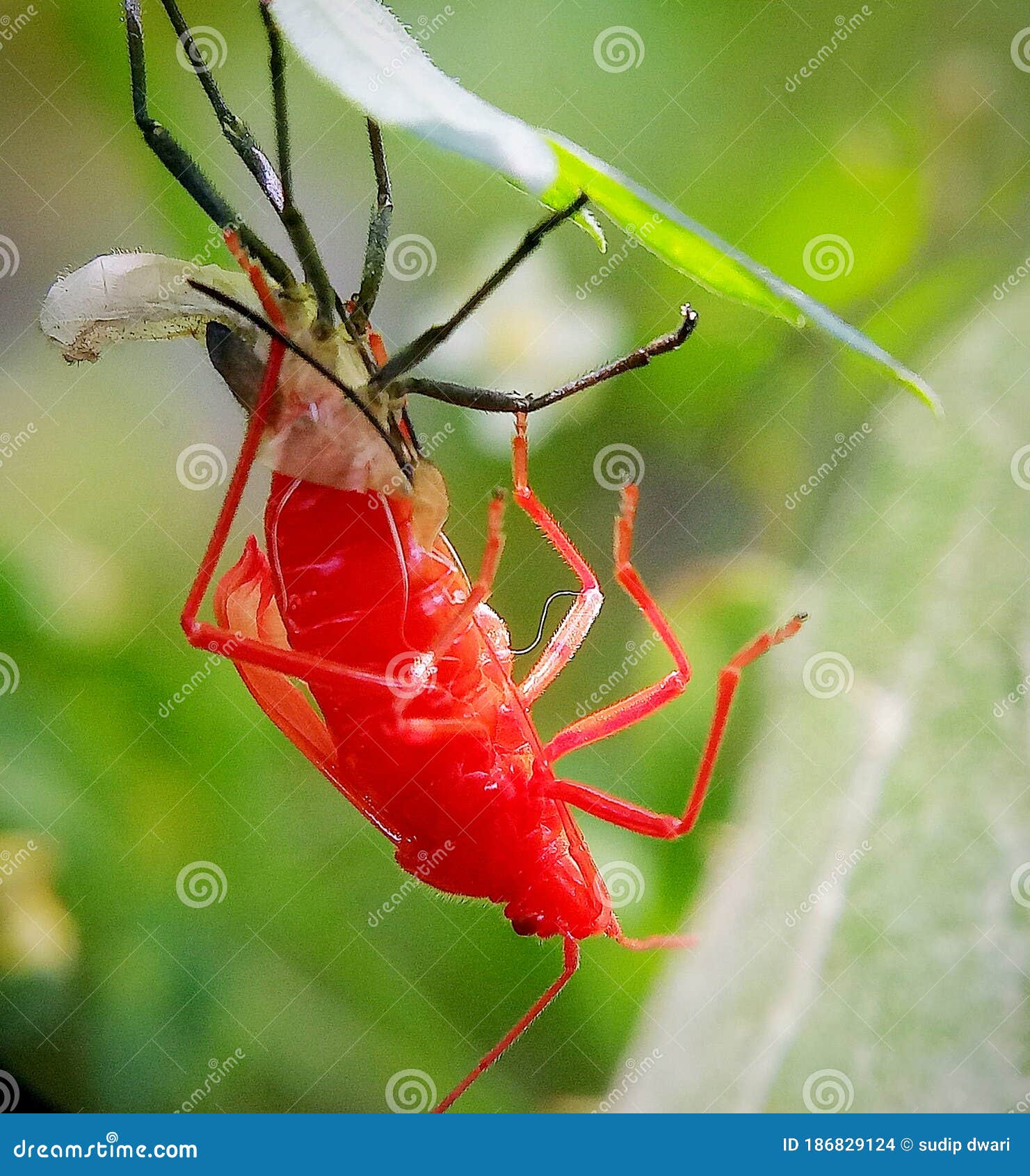 Molting of Ref Insect in Nature. Stock Photo - Image of pest, produce ...