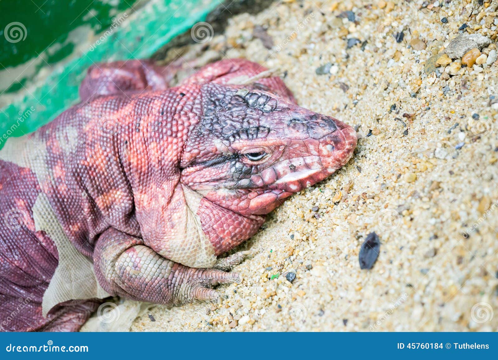 Molting reptile stock photo. Image of reptile, nature - 45760184