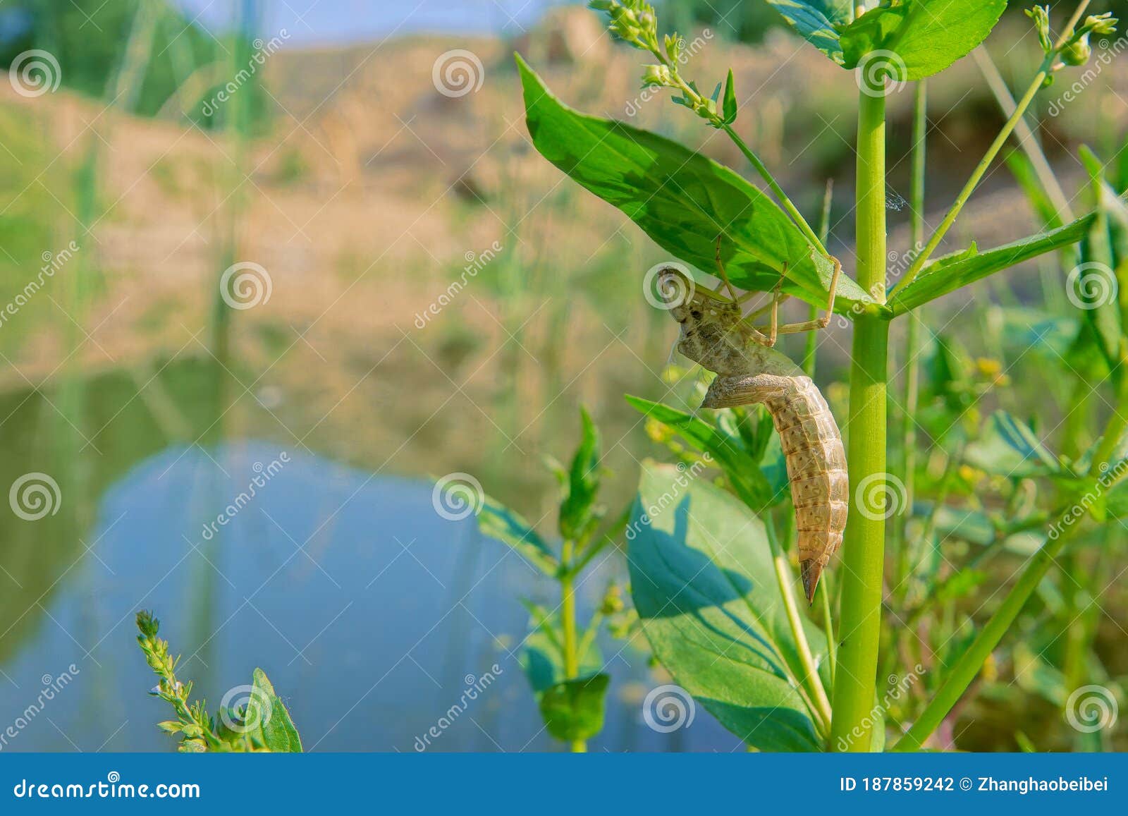 Molting Shell of Dragonfly Larvae Stock Photo - Image of insect ...