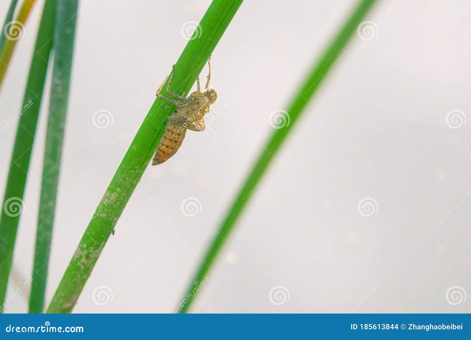 Molting Shell of Dragonfly Larvae Stock Photo - Image of wildlife, life ...
