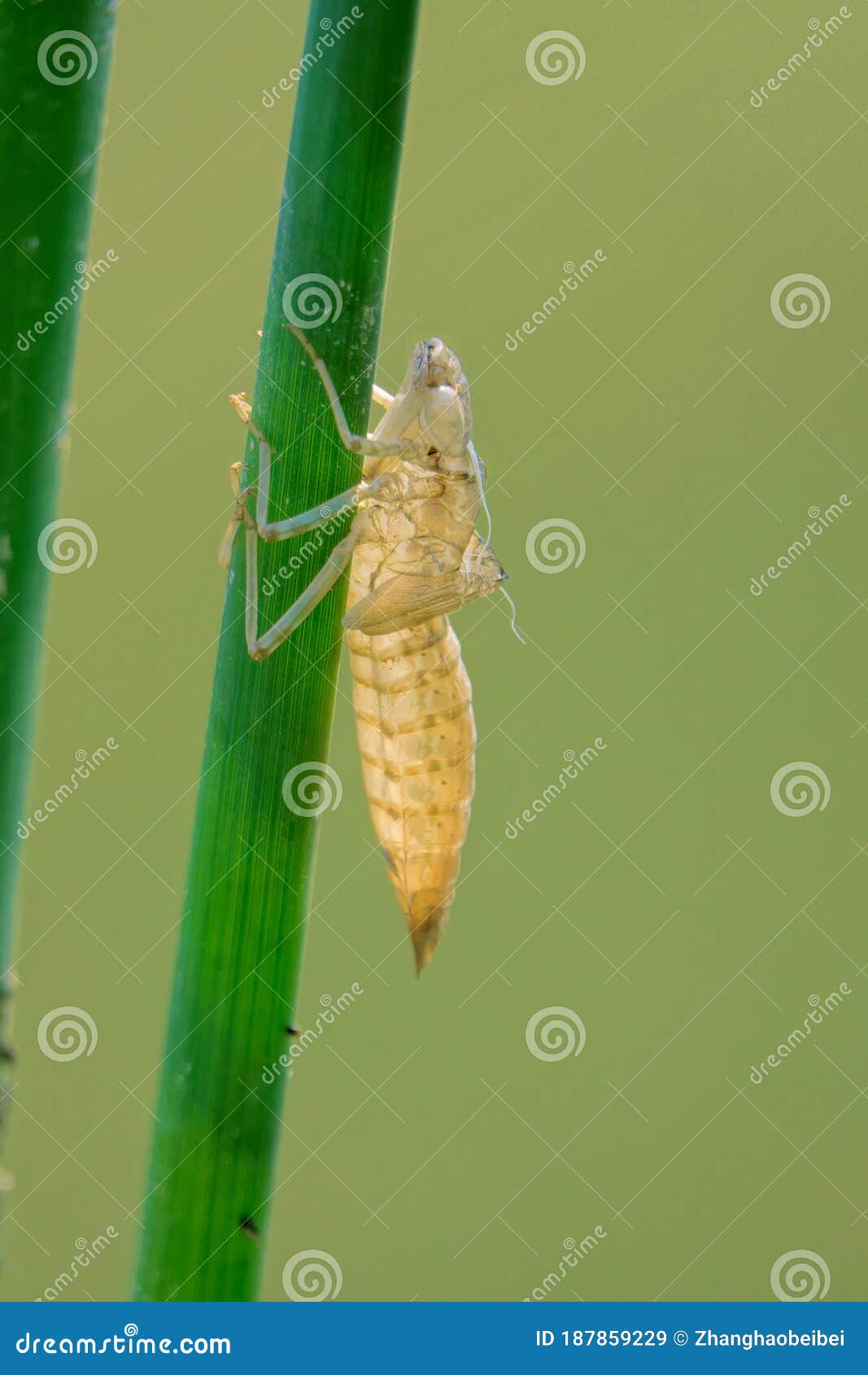 Molting Shell of Dragonfly Larvae Stock Image - Image of shell, leaf ...
