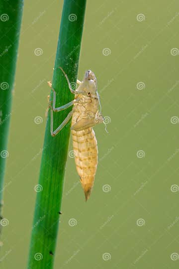 Molting Shell of Dragonfly Larvae Stock Image - Image of shell, leaf ...
