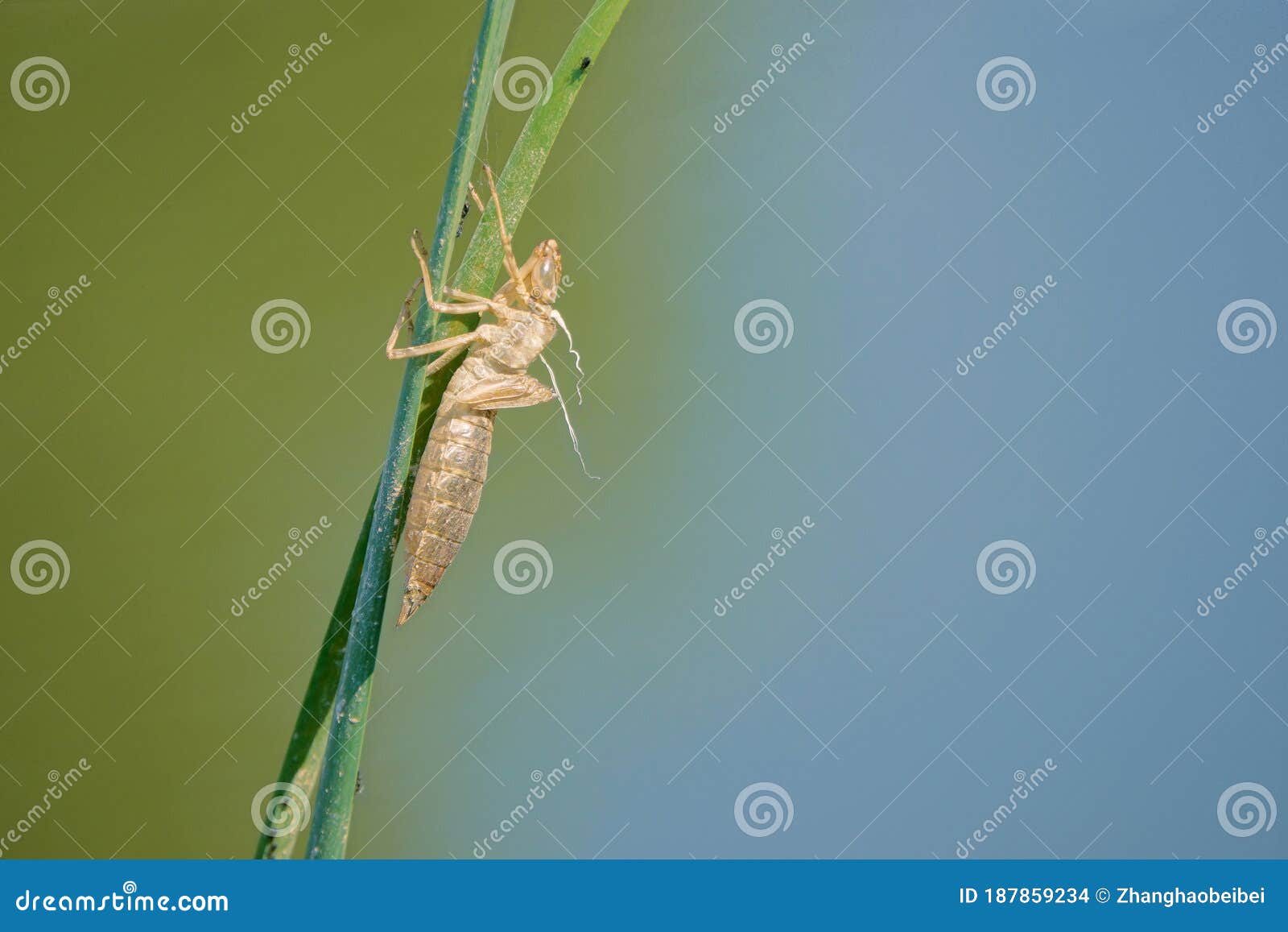 Molting Shell of Dragonfly Larvae Stock Photo - Image of insects ...