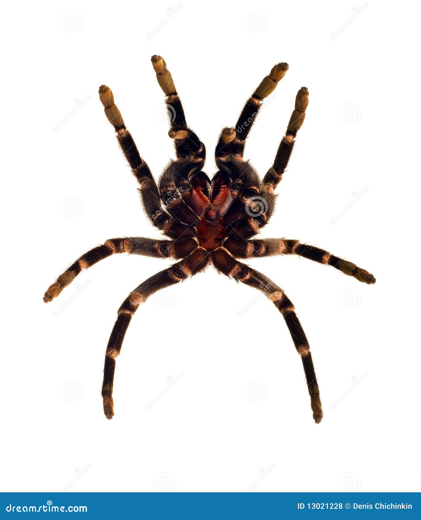 Molting spider stock photo. Image of wildlife, molting - 13021228
