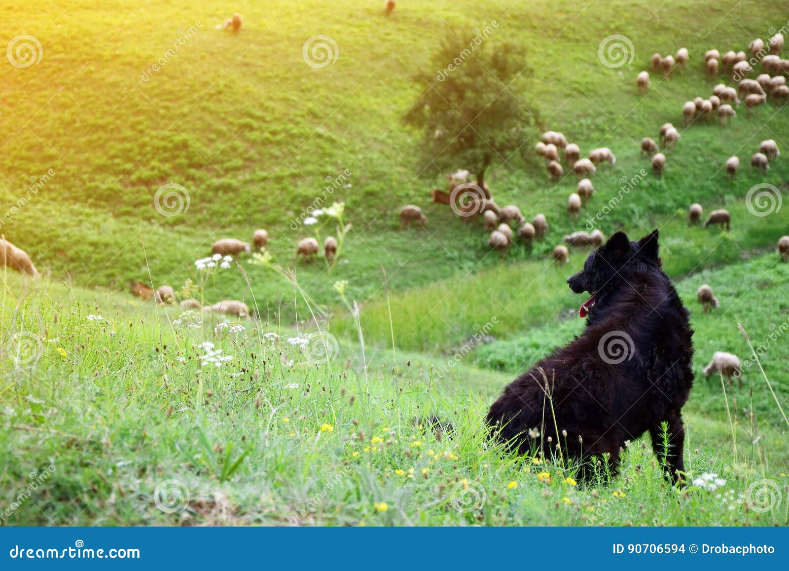 Moltitudine Delle Pecore E Del Cane Da Pastore Fotografia Stock ...