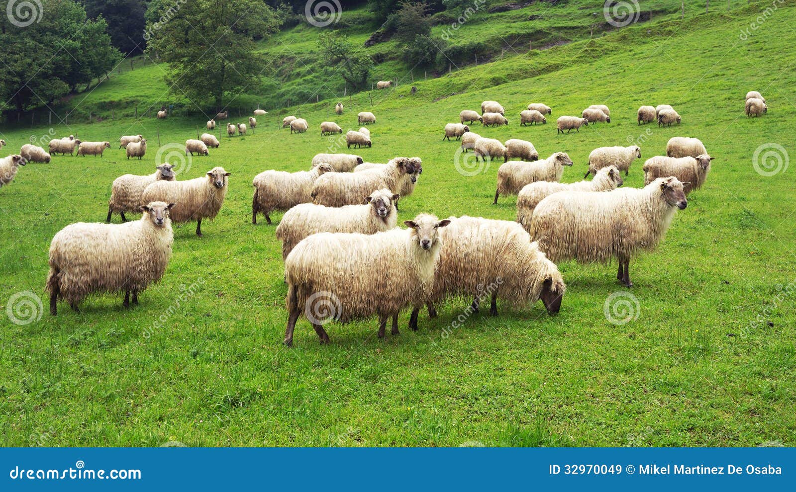 Moltitudine di pecore immagine stock. Immagine di pecora - 32970049