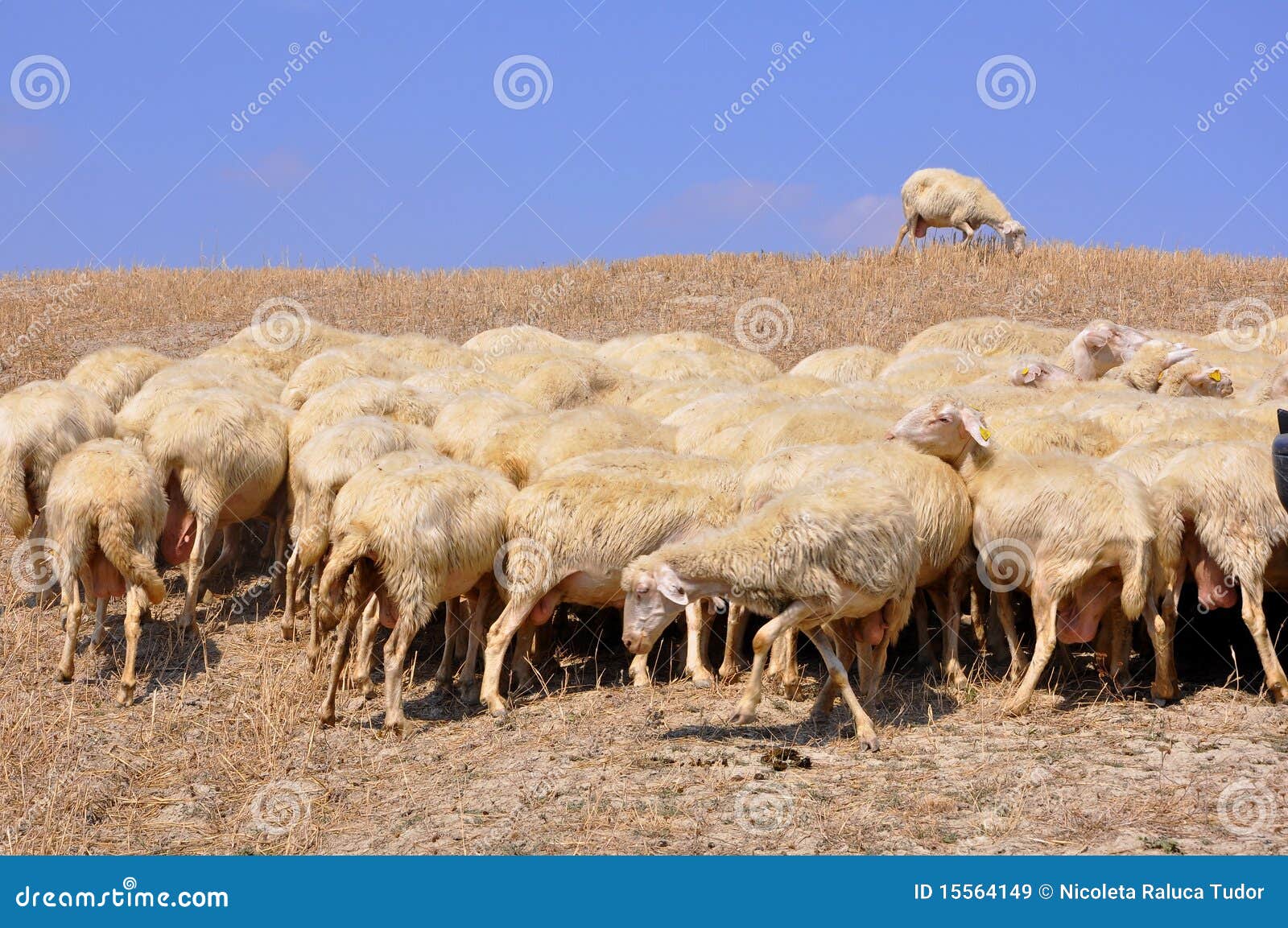 Moltitudine Di Pecore in Italia Immagine Stock - Immagine di podere ...