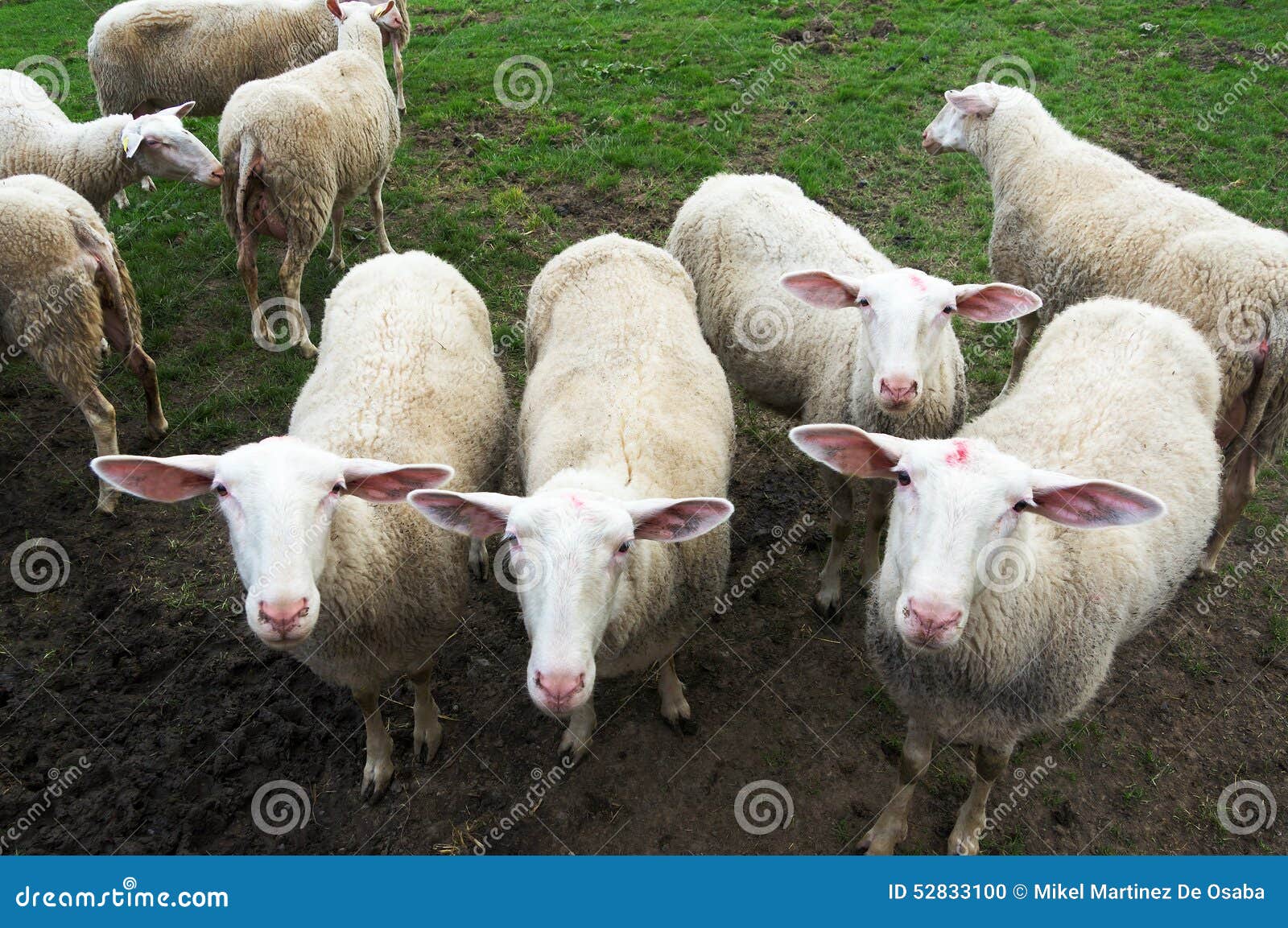 Moltitudine Di Pecore Rasate Fotografia Stock - Immagine di lane ...