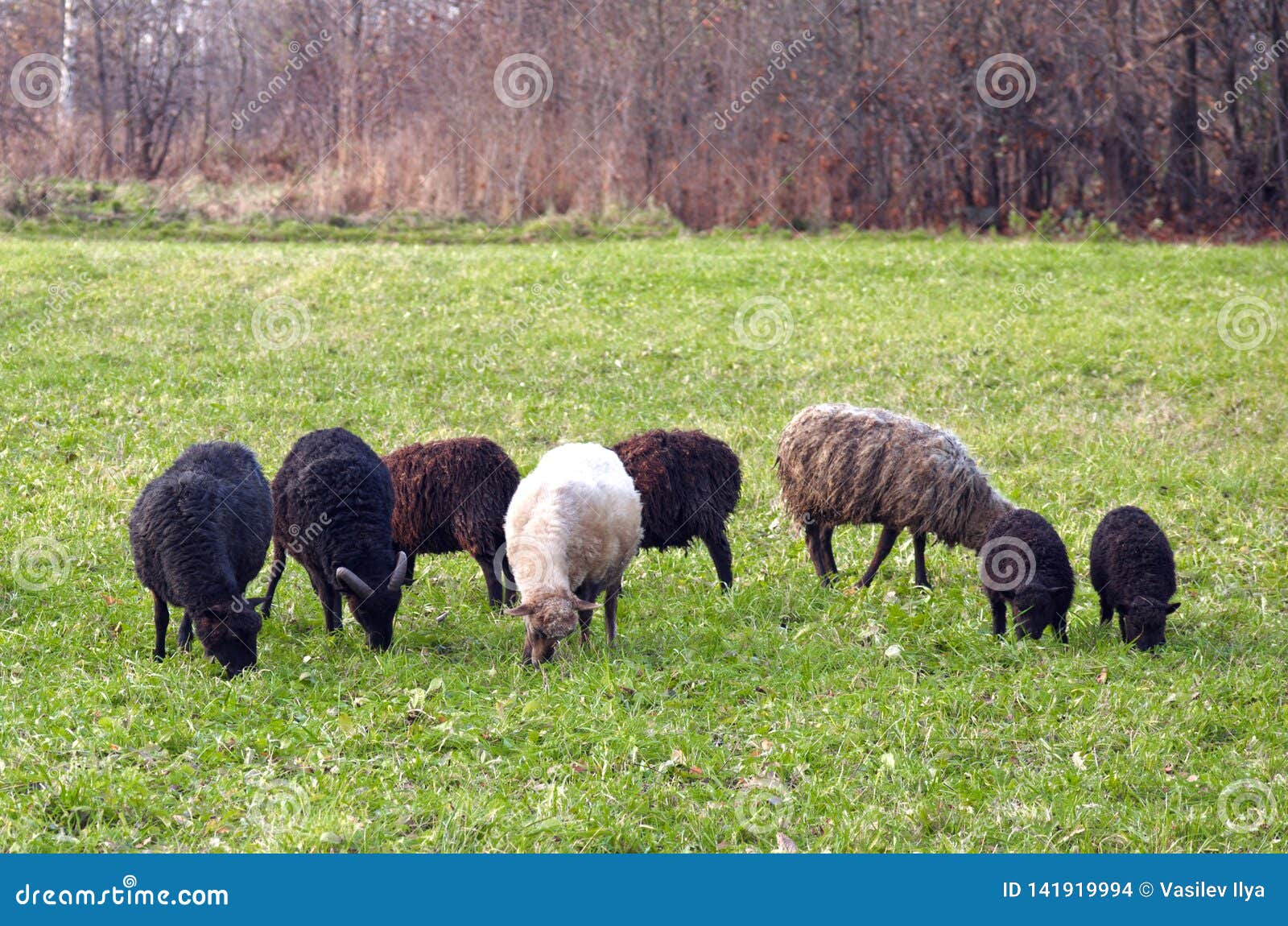 Moltitudine Di Pecore in Un Pascolo Fotografia Stock - Immagine di ...