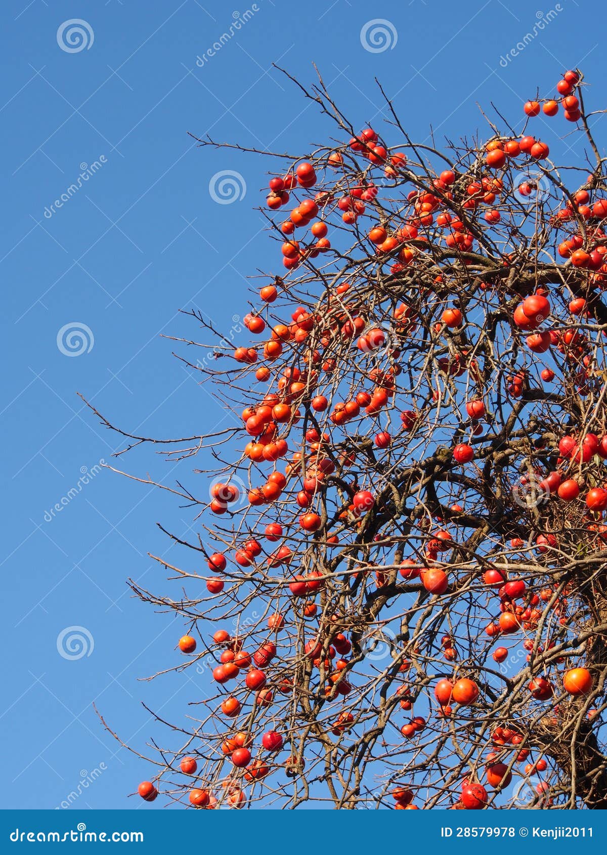 Molto Albero Di Cachi Maturo Della Frutta Fotografia Stock - Immagine ...
