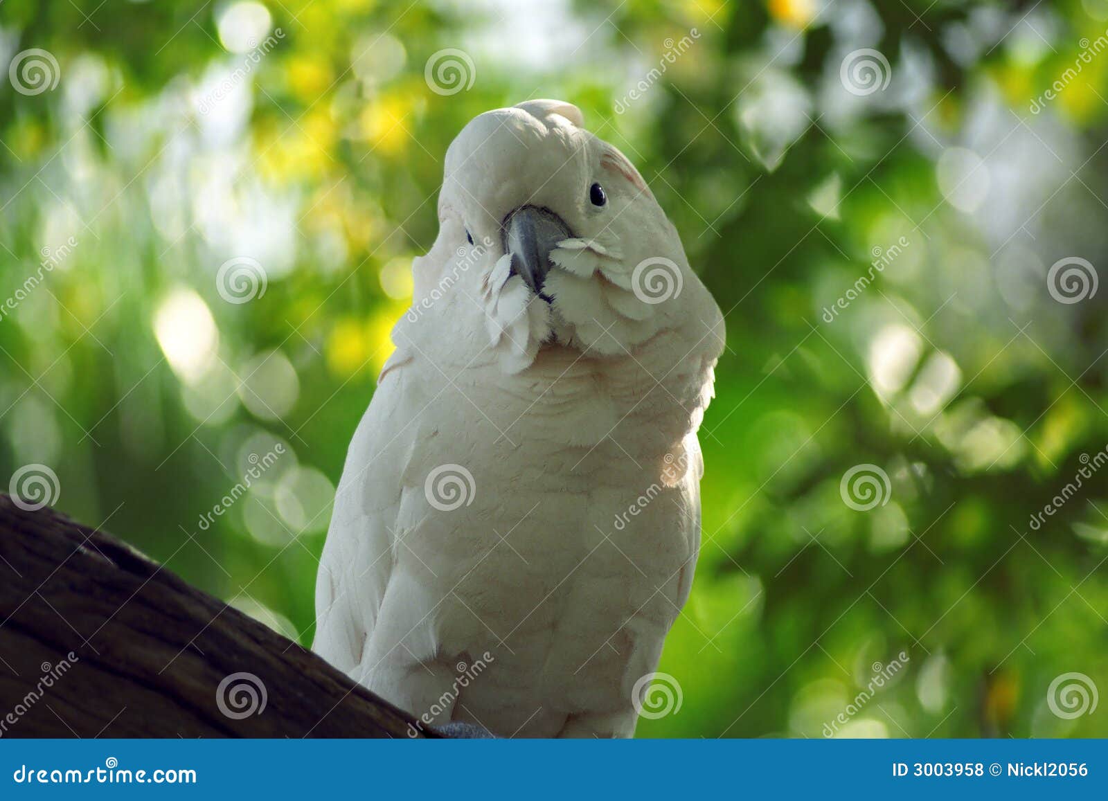Moluccan Cockatoo stock photo. Image of adorable, parrot - 3003958