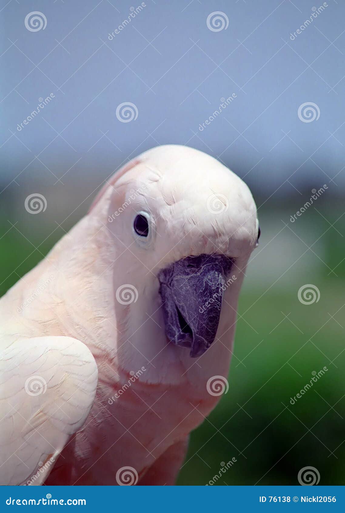 Moluccan cockatoo stock photo. Image of beauty, bird, beak - 76138