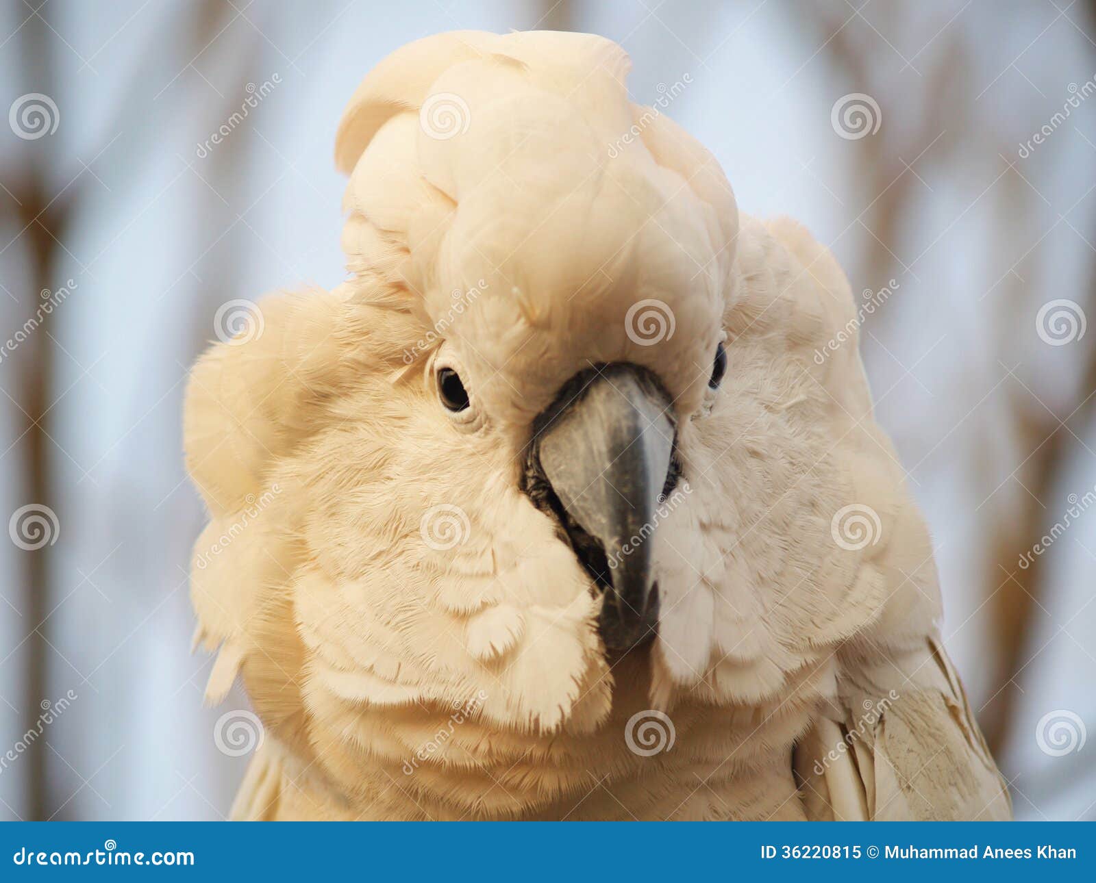 Moluccan cockatoo stock image. Image of eyes, colorful - 36220815