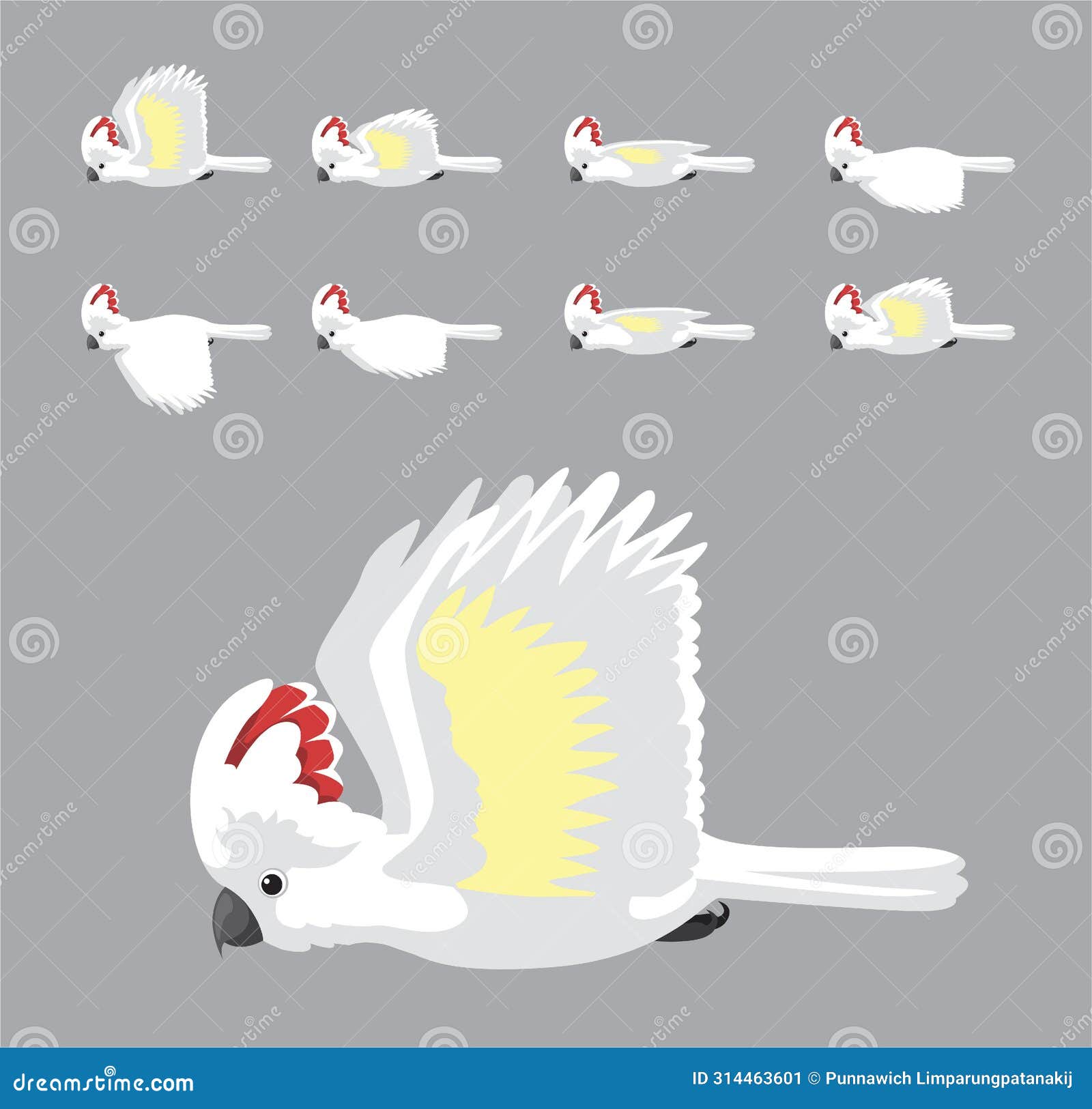 Moluccan Cockatoo Flying Animation Sequence Cartoon Vector ...