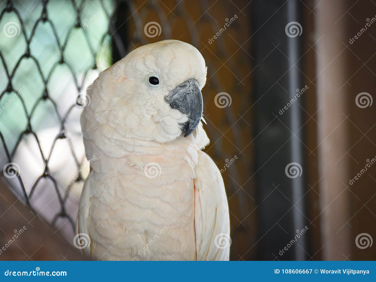 Moluccan Cockatoo Stock Image Image Of Beautiful Outdoors 108606667