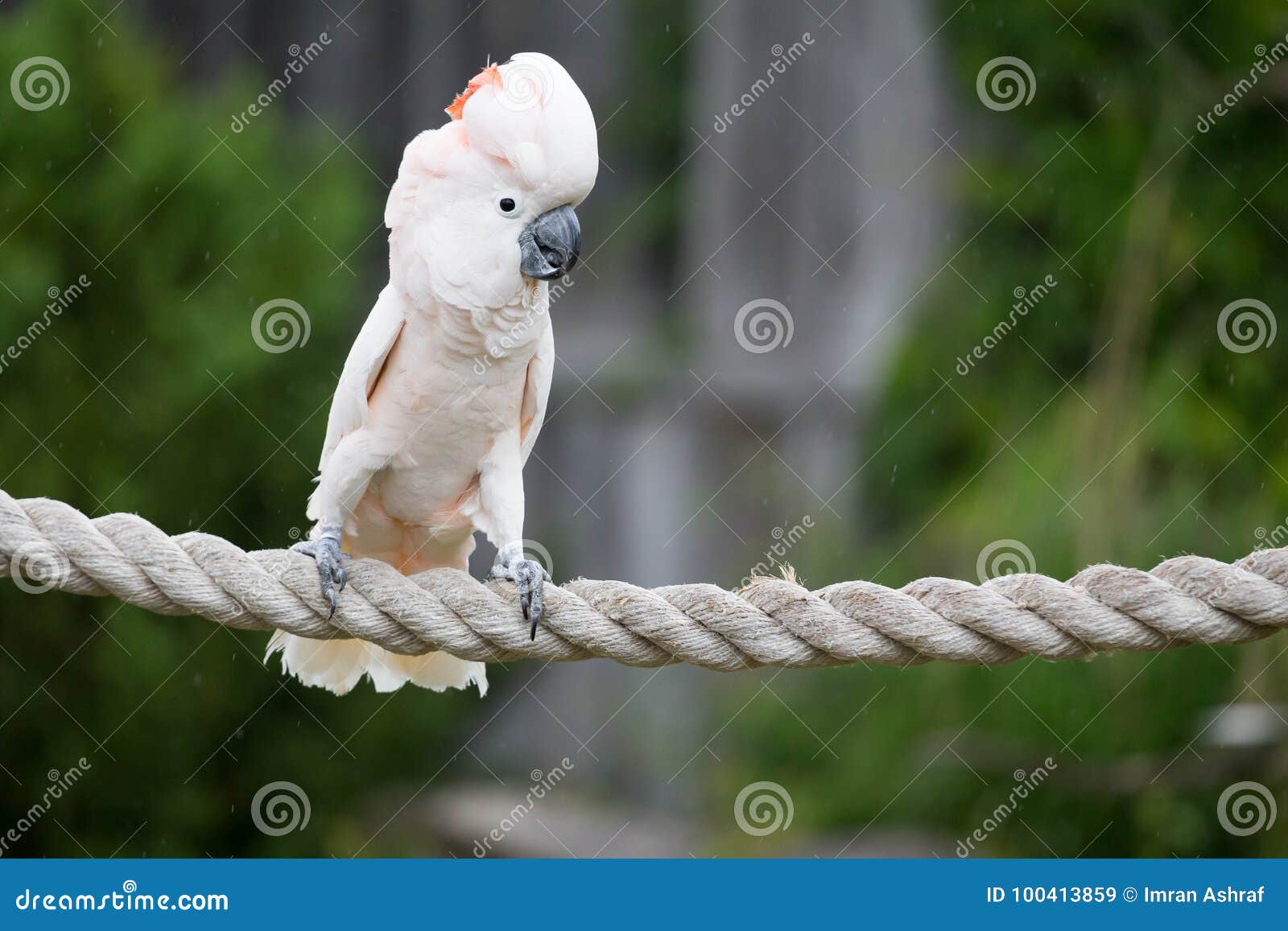 Moluccan Cockatoo stock image. Image of moluccan, cute - 100413859