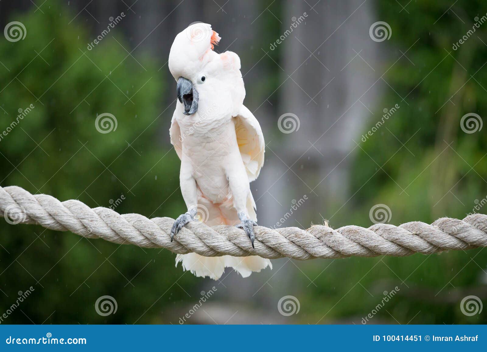 Moluccan Cockatoo stock image. Image of nature, pink - 100414451