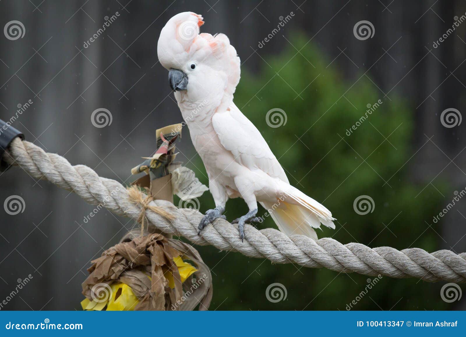 Moluccan Cockatoo stock image. Image of animal, moluccan - 100413347