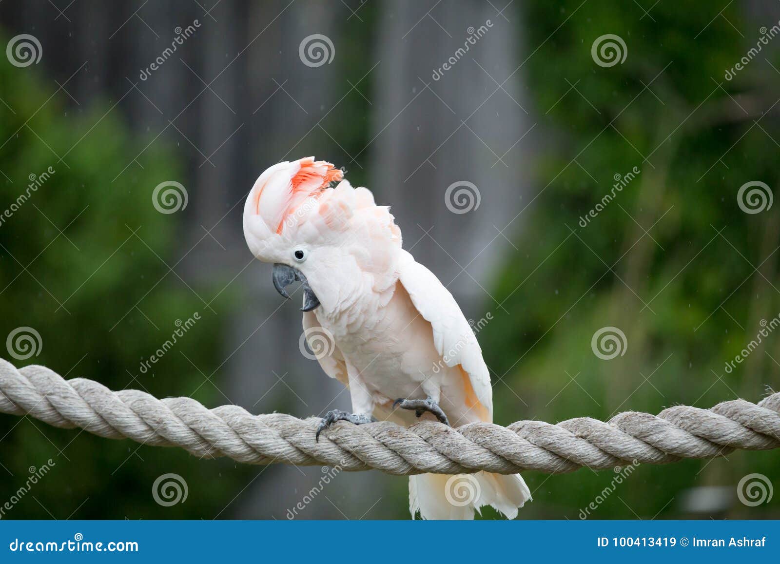 Moluccan Cockatoo stock image. Image of cacatua, bird - 100413419