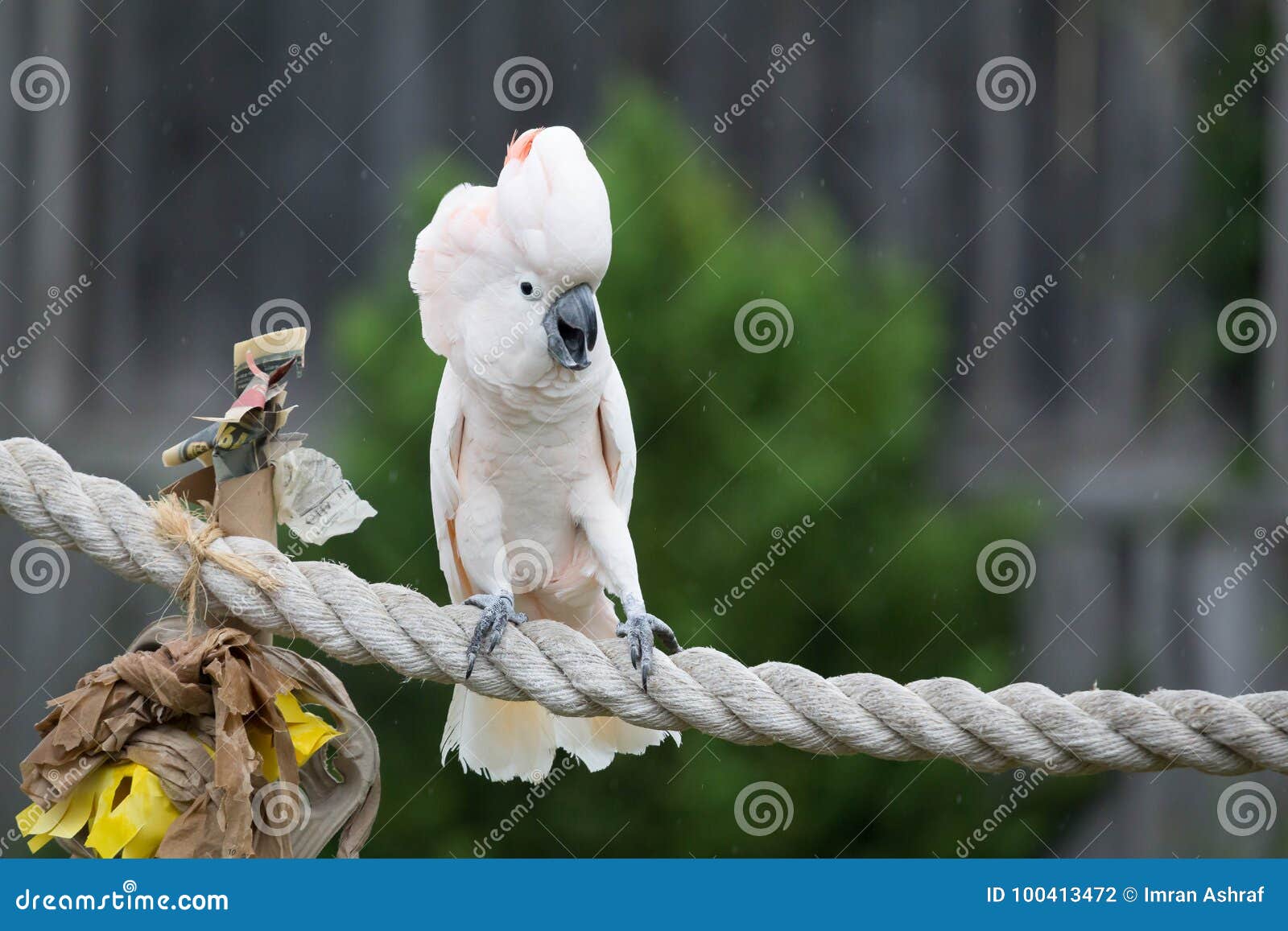 Moluccan Cockatoo stock photo. Image of beautiful, natural - 100413472