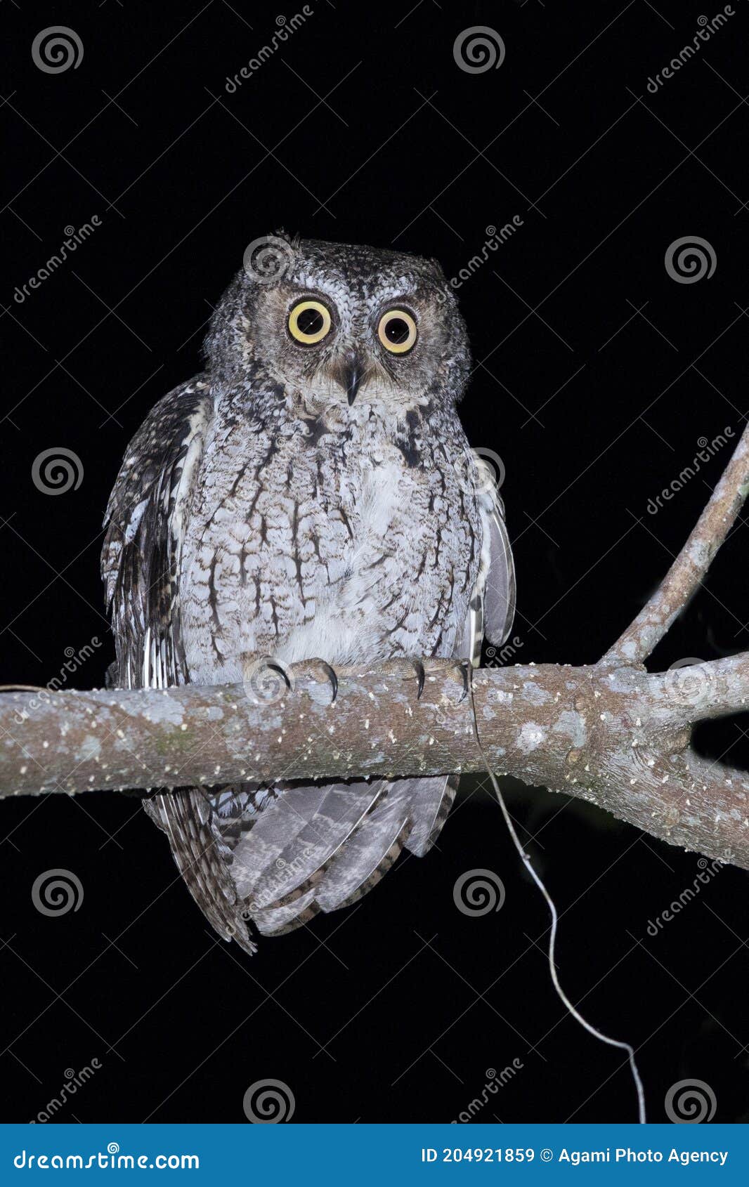 Molukse Dwergooruil, Moluccan Scops-Owl, Otus Magicus Stock Image ...